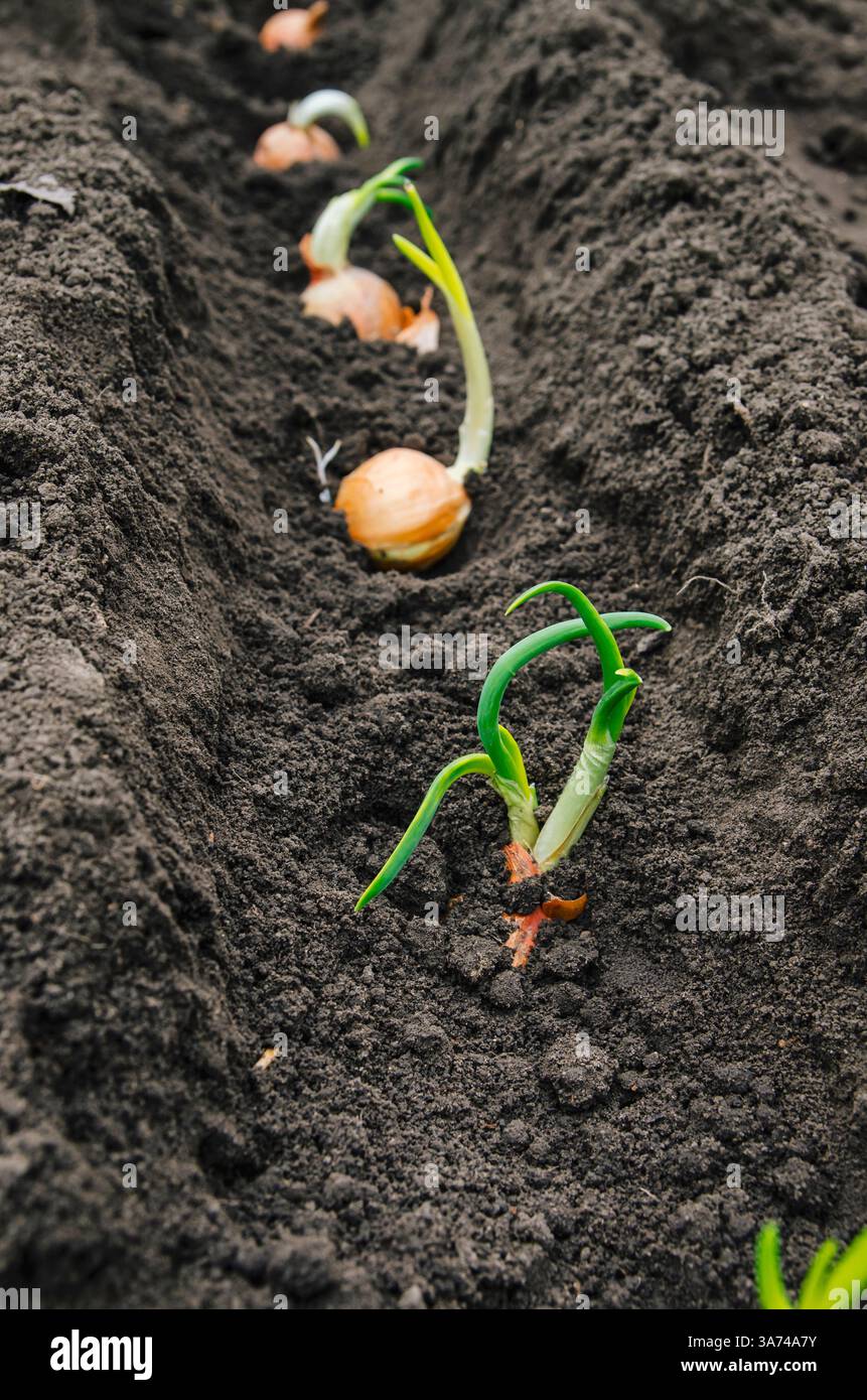 Sprouted onions planted in fertile garden soil Stock Photo - Alamy