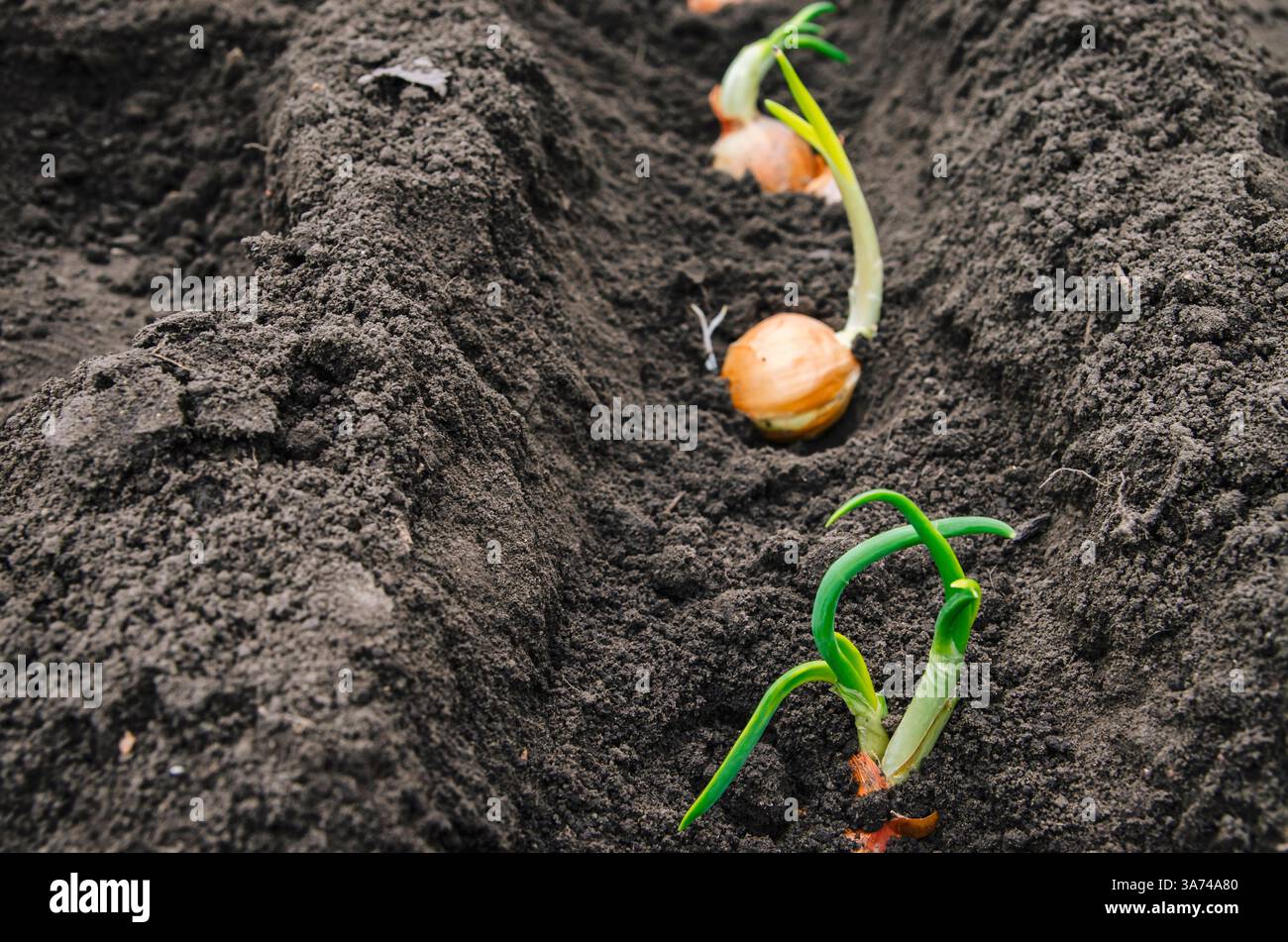 Sprouted onions planted in fertile garden soil Stock Photo - Alamy