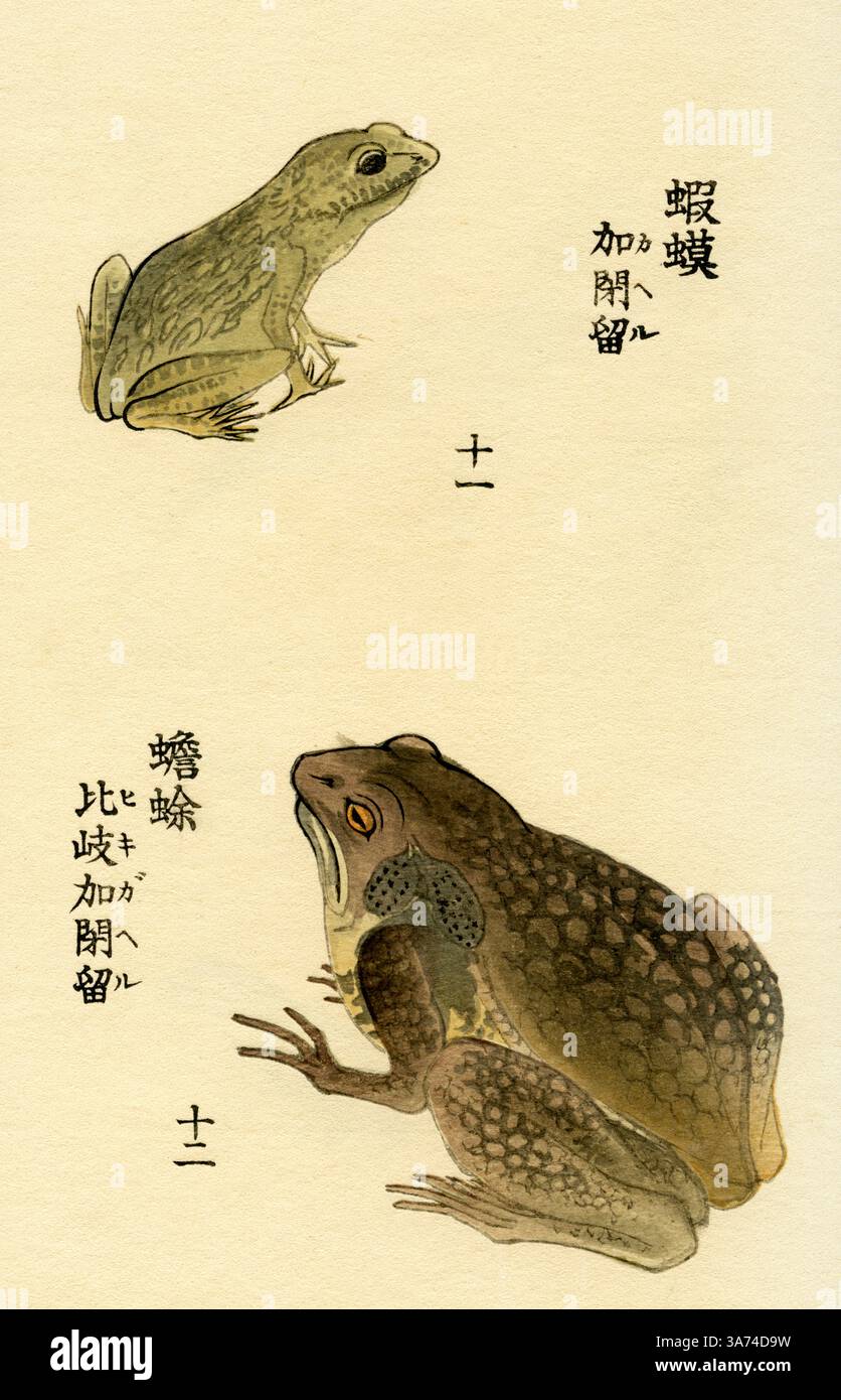 Rana rugosa ( Japanese wrinkled frog ) and Bufo Vulgaris ( Common toad ...