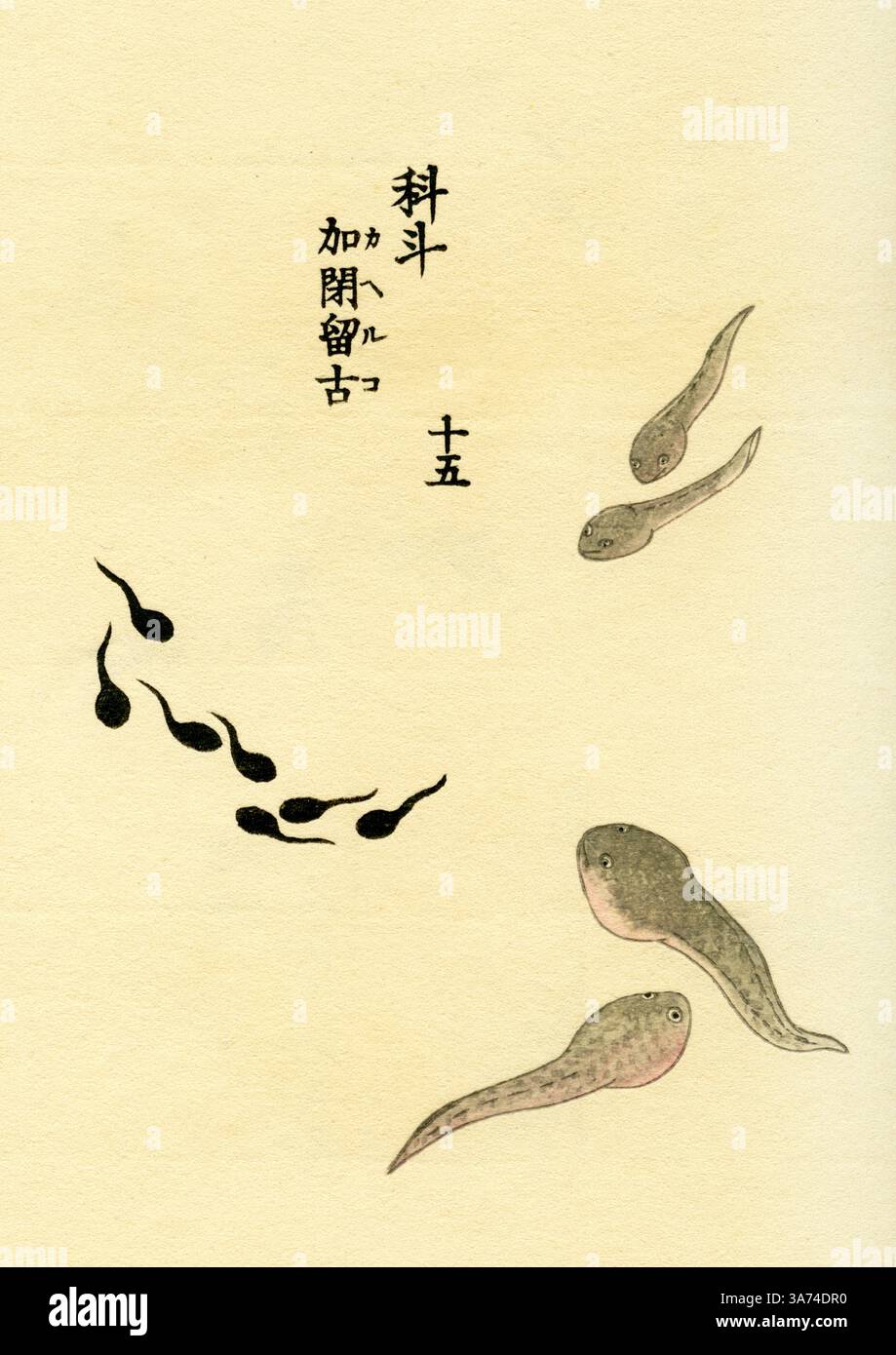 Rana Rugosa Larva ( Japanese wrinkled frog Tadpoles ) / Yamamoto Keigu ...