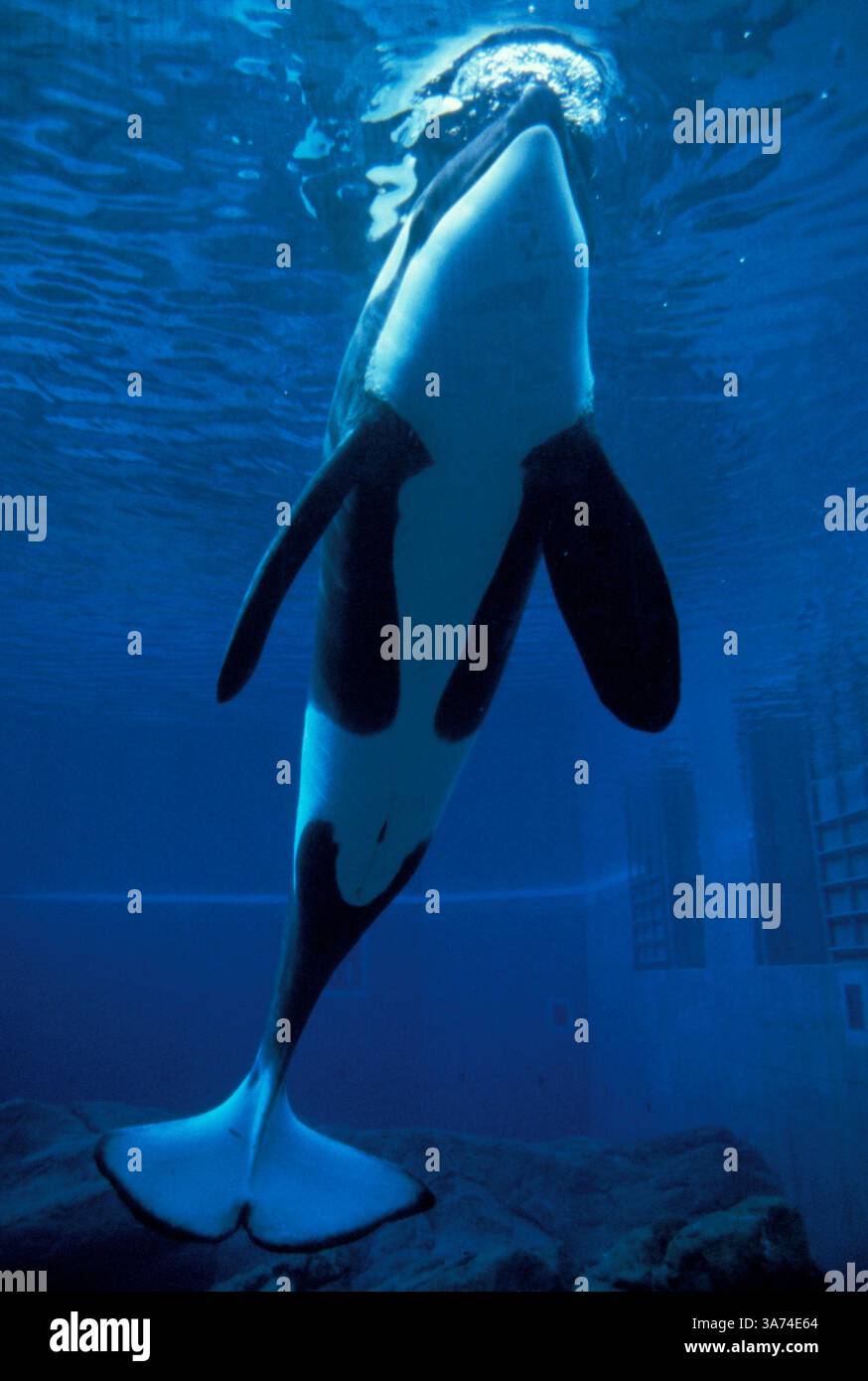 Free willy 03 hi-res stock photography and images - Alamy