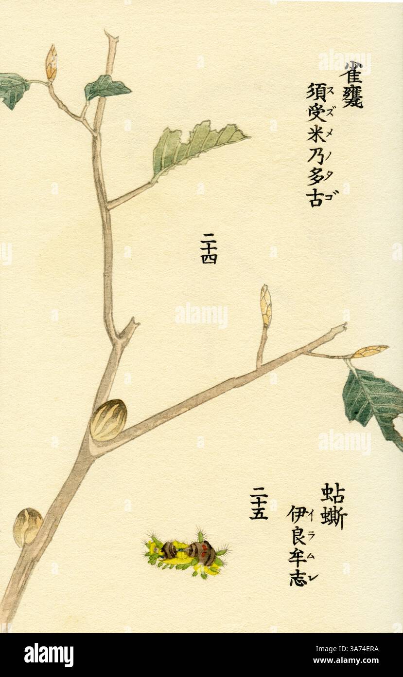 Caterpillar ( The larval stage of Lepidoptera, especially possibly ...