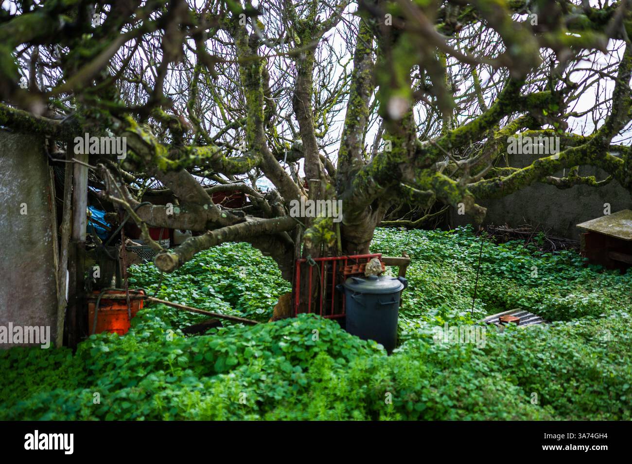 Big tree in vegetable garden of Peniche Stock Photo - Alamy