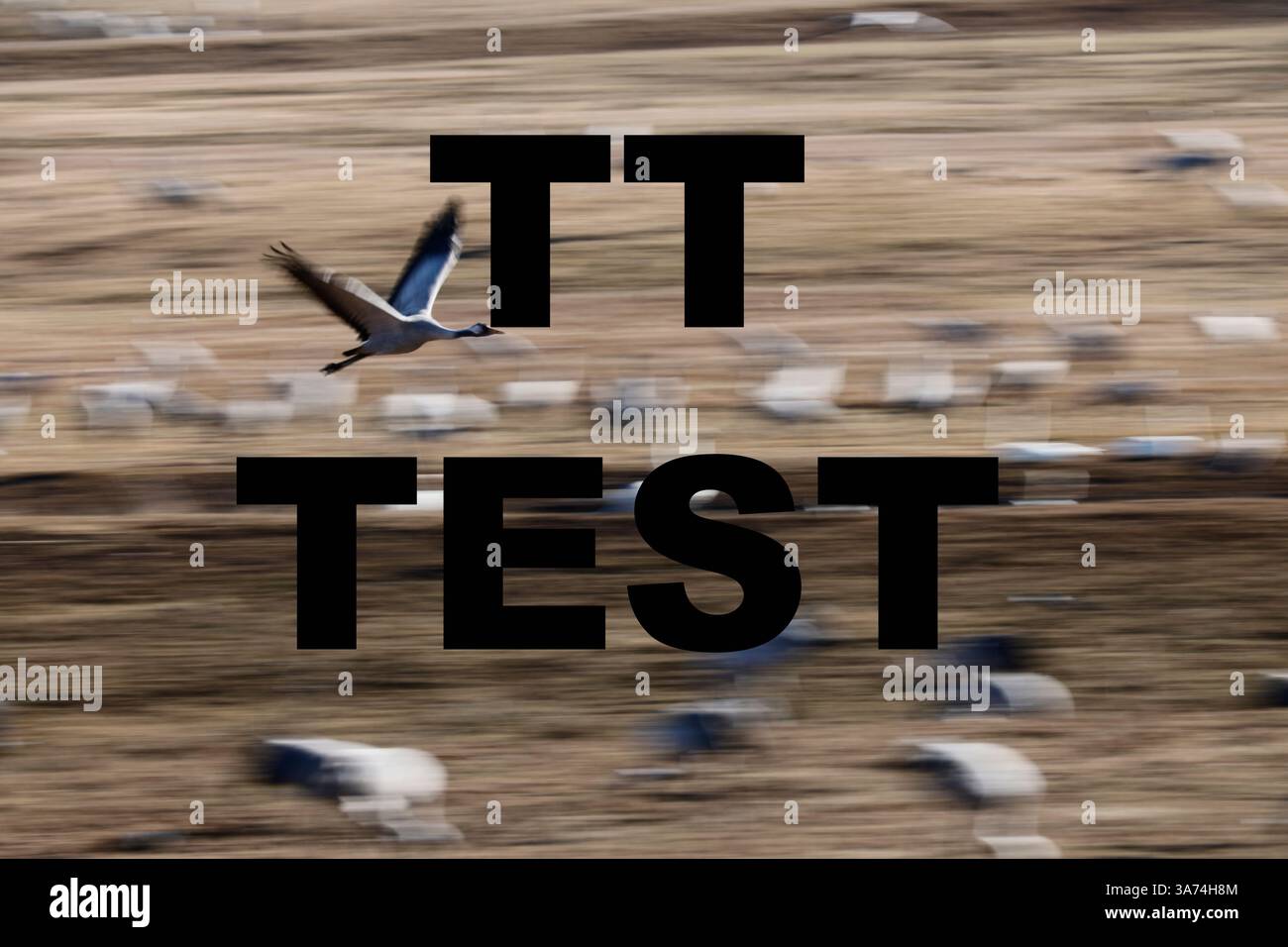 SWEDEN 20250326This is a test picture, please delete. Photo: TT Stock ...