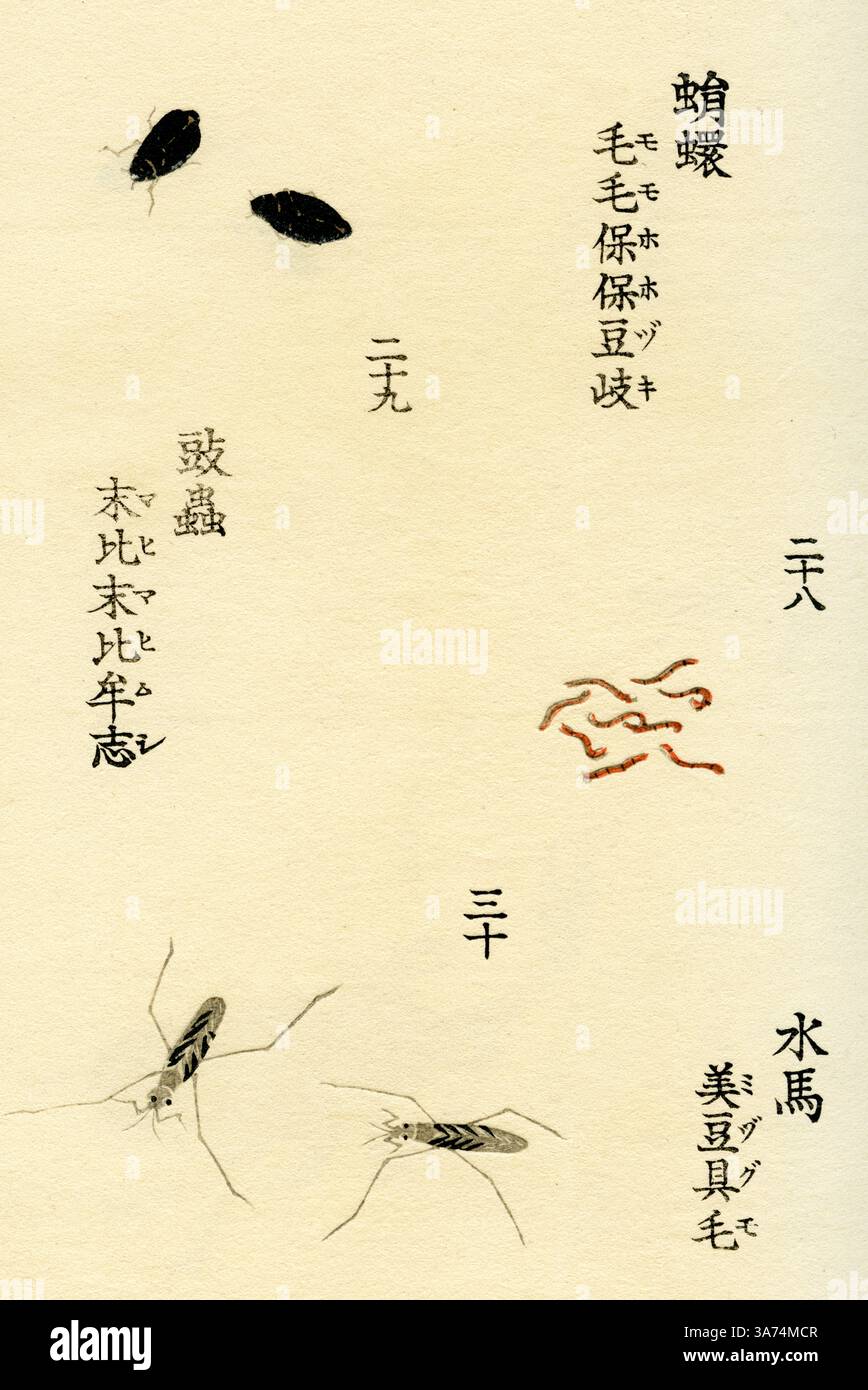 Gyrinus curtus ( Aquatic whirligig beetles ) / Oligochaeta ( Aquatic ...