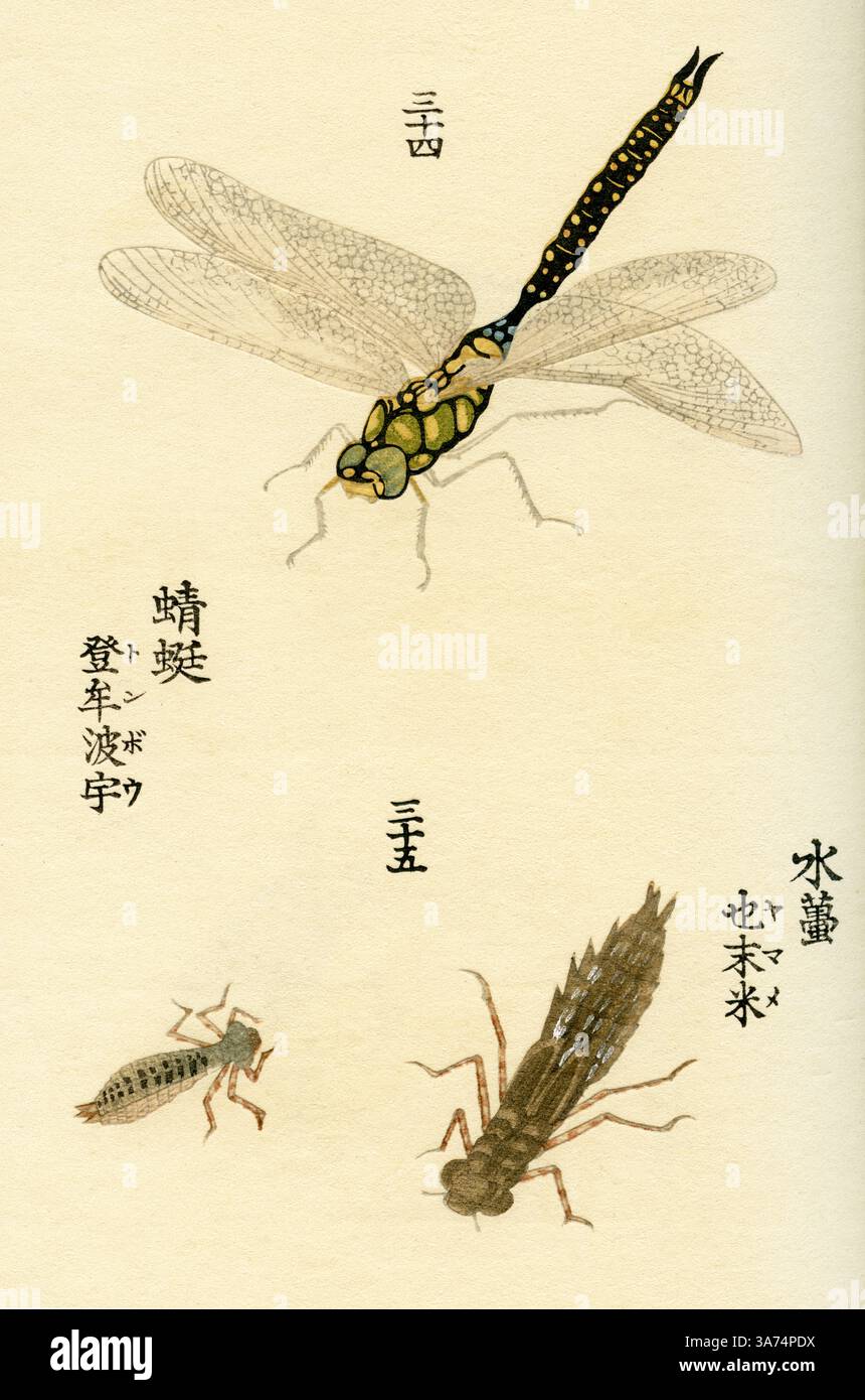 Anax parthenope ( Lesser Emperor ) / Dragonfly Larvae / Yamamoto Keigu ...