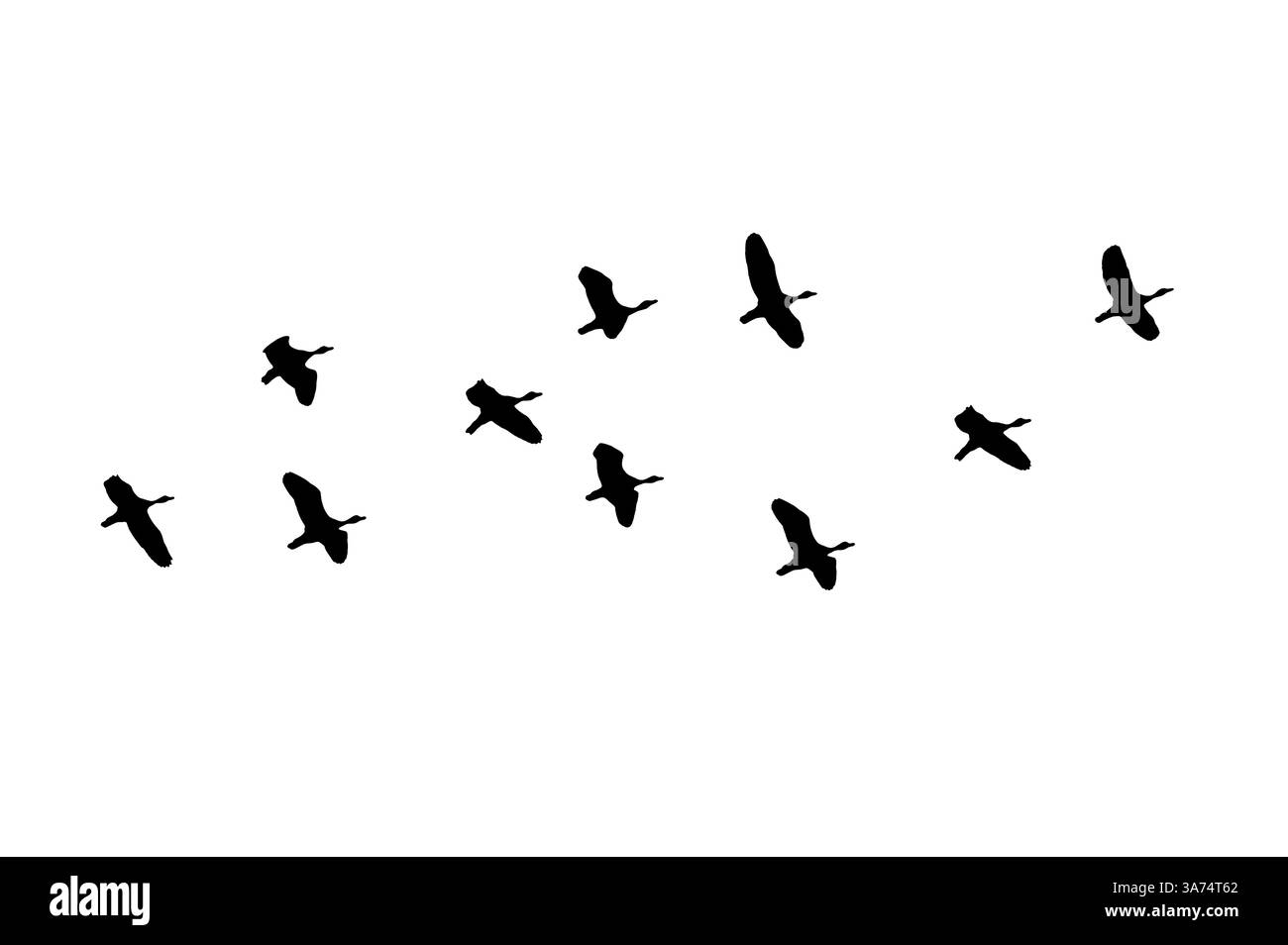 Bird sillhouette Flock black birds. Flocks of flying pigeons isolated ...