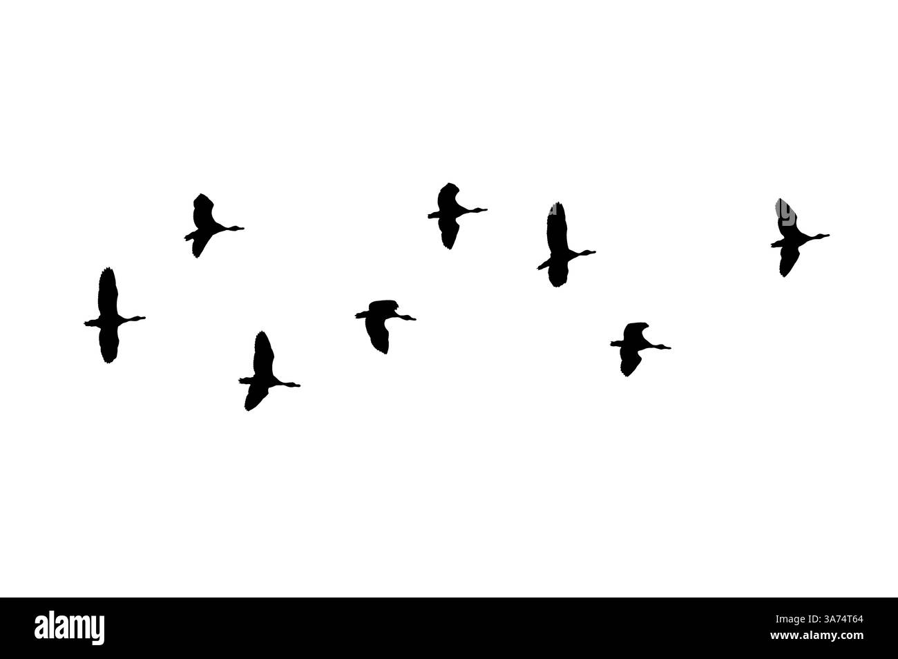 Bird sillhouette Flock black birds. Flocks of flying pigeons isolated ...