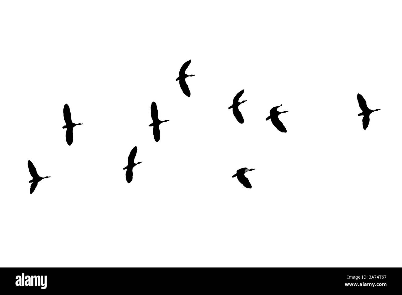 Bird sillhouette Flock black birds. Flocks of flying pigeons isolated ...