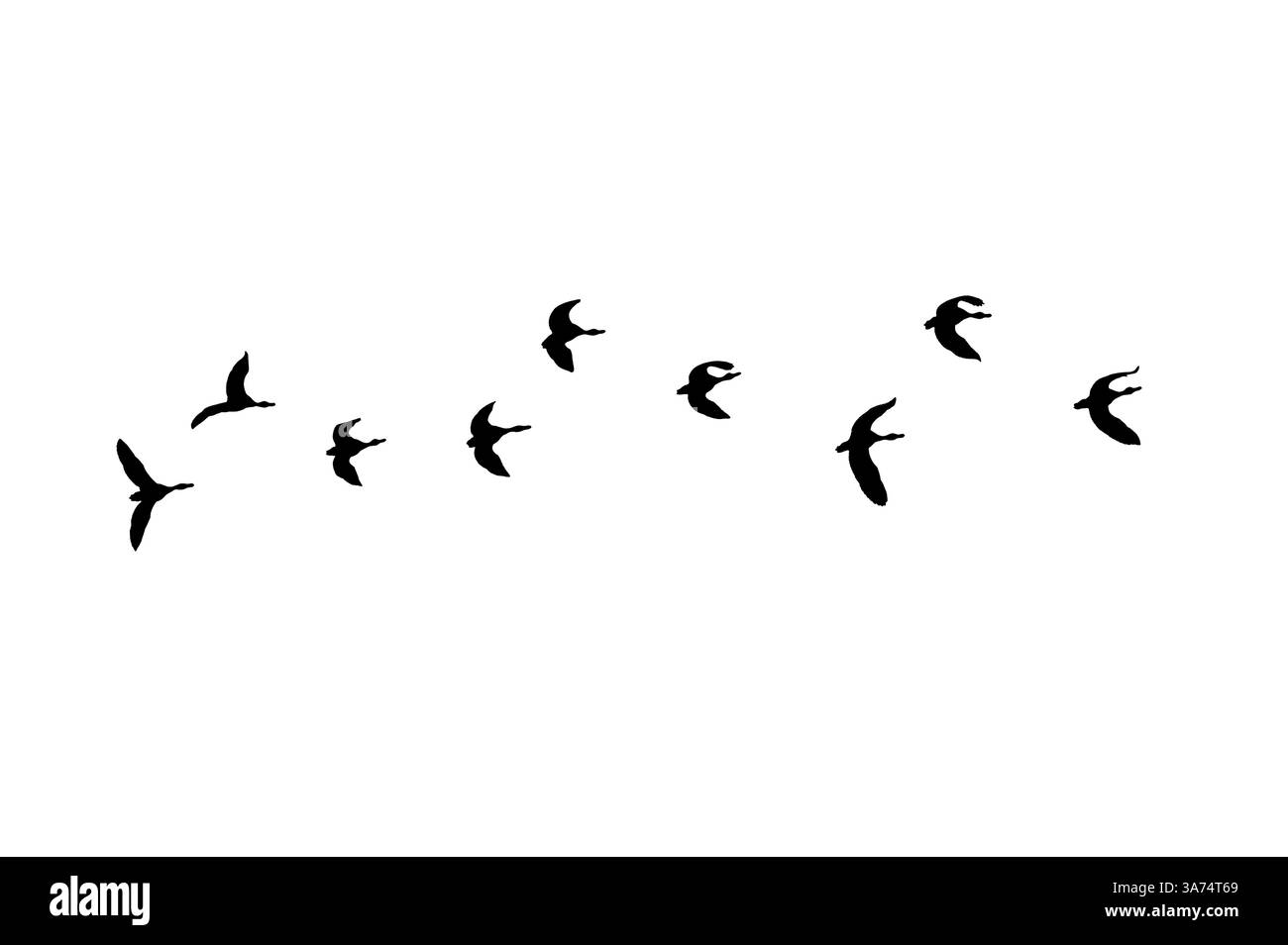 Bird sillhouette Flock black birds. Flocks of flying pigeons isolated ...