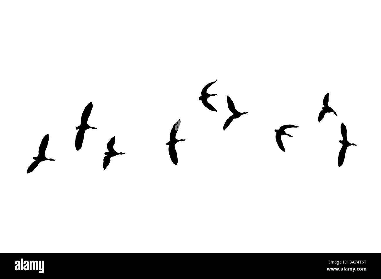 Bird sillhouette Flock black birds. Flocks of flying pigeons isolated ...
