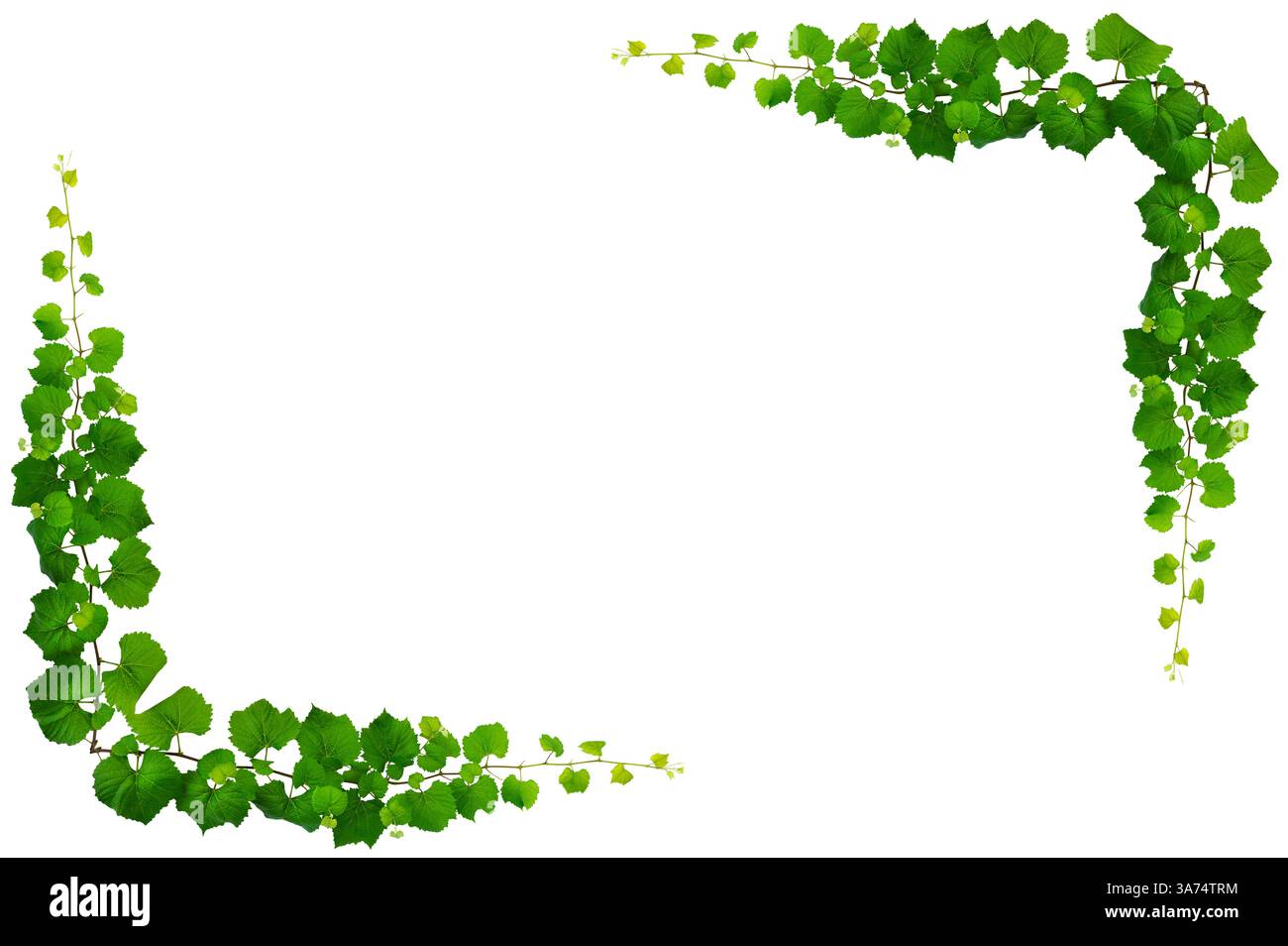 vine frame leaf vine isolates on a white background Stock Photo - Alamy