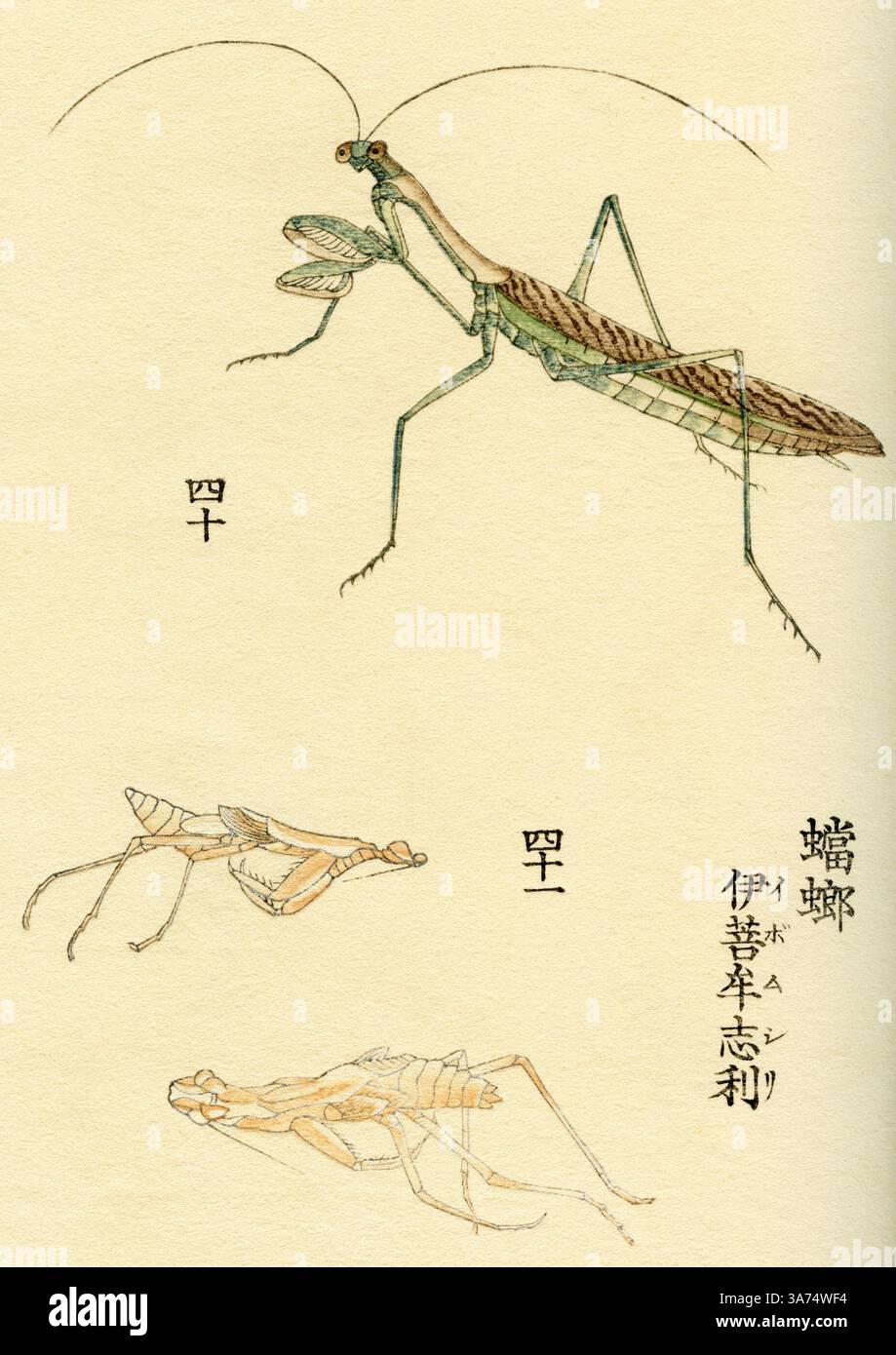 Tenodera capitata ( Mantodea / Mantis ) / Yamamoto Keigu 1868 Stock ...