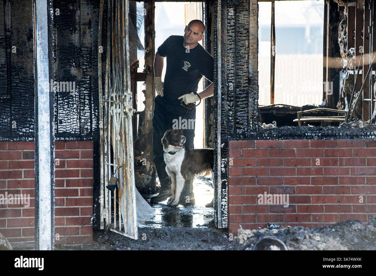 Accelerant detection dog hi-res stock photography and images - Alamy