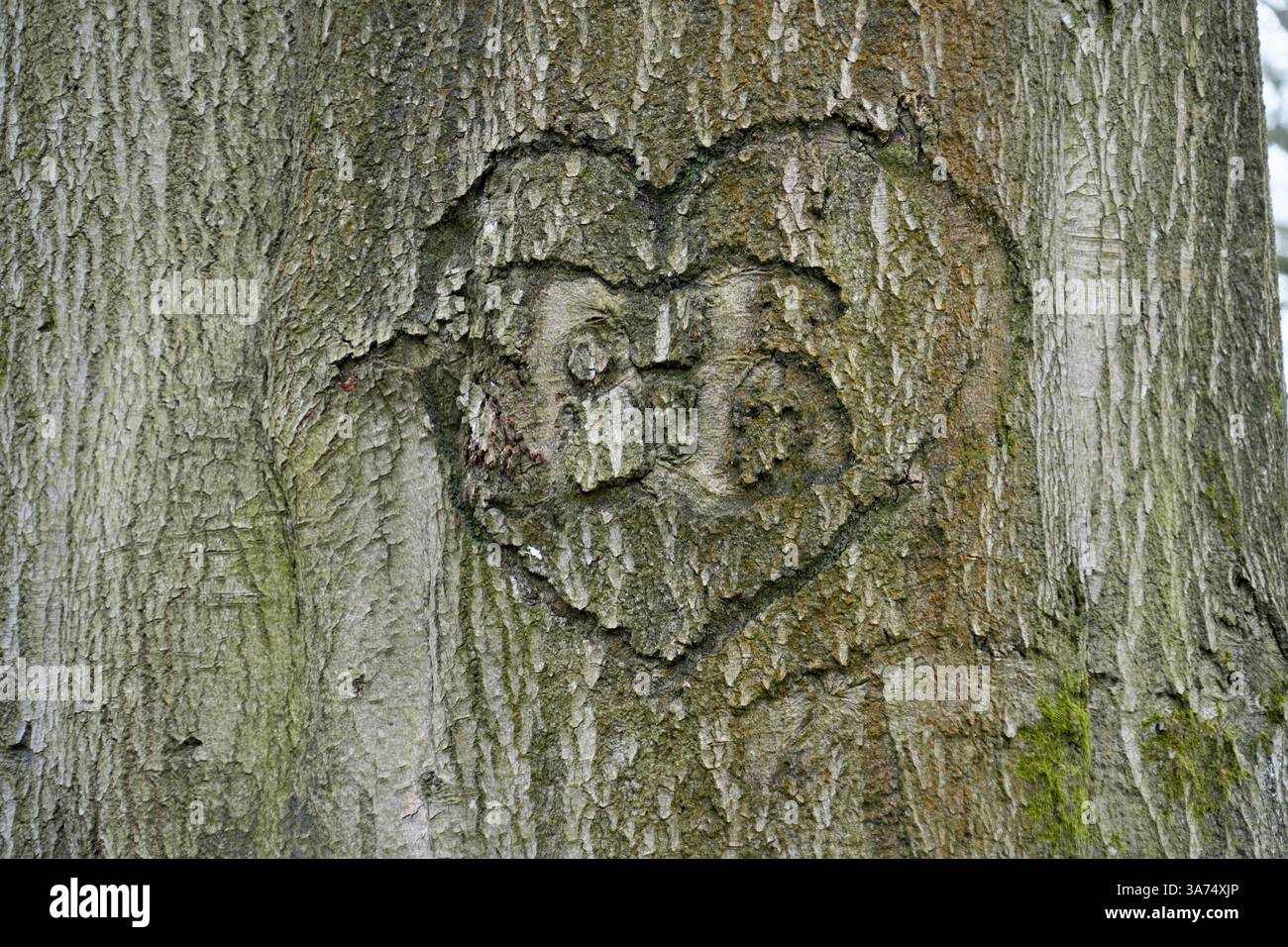 Cut mark of a tree hi-res stock photography and images - Alamy