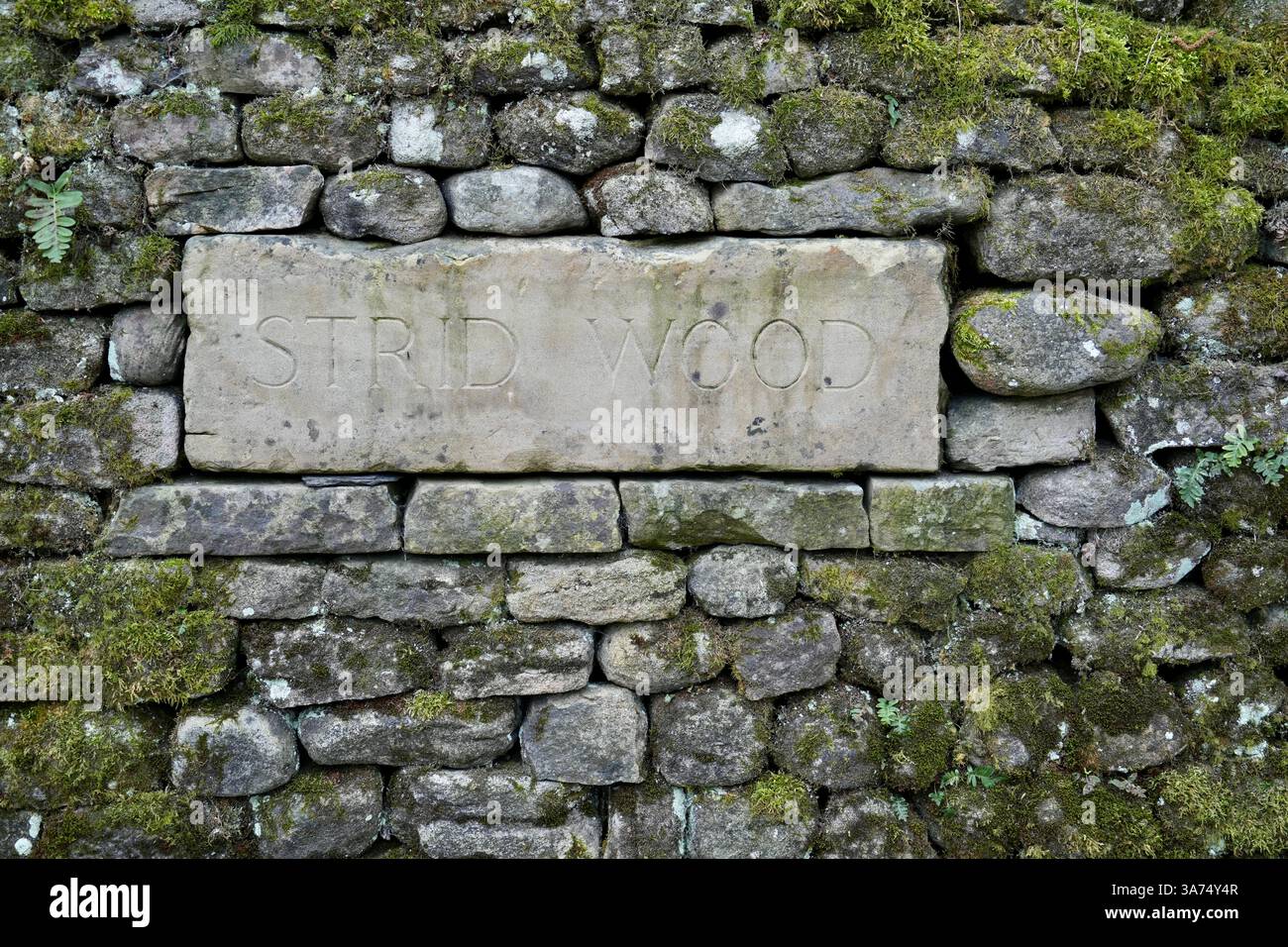 Strid wood hi-res stock photography and images - Alamy