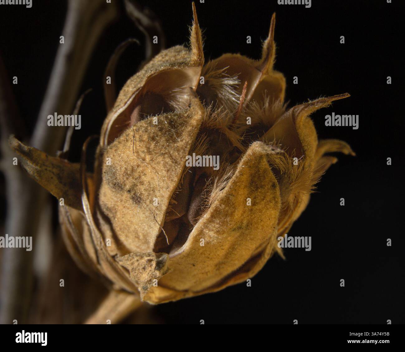 Close-Up Photograph of a Dry Plant Seed Pod with Dark Background Stock ...