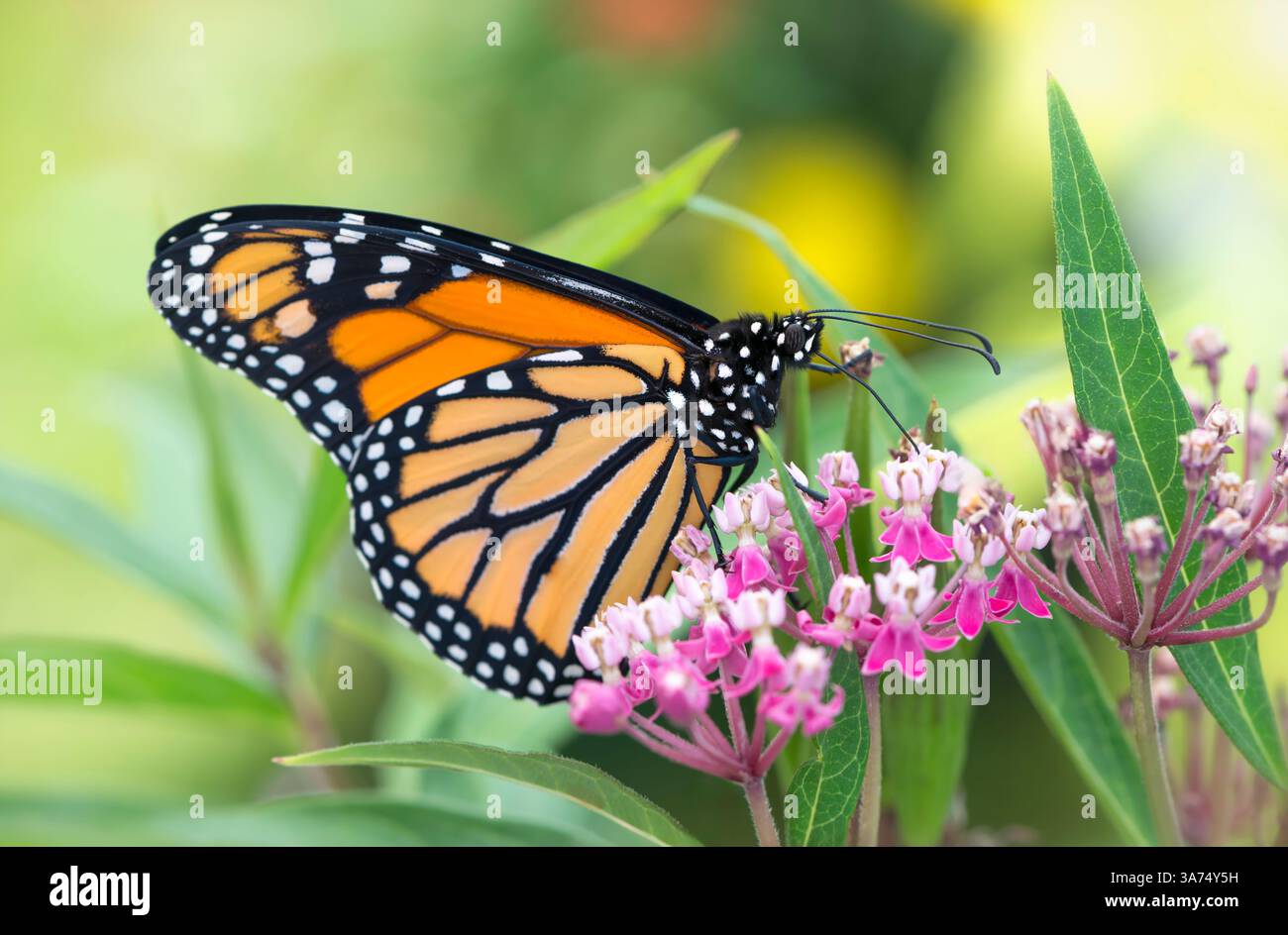 Macro of a monarch butterfly (danaus plexippus) feeding on a swamp ...
