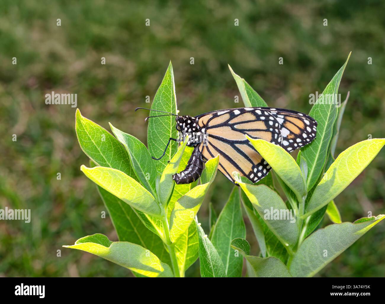 Macro of a female monarch butterfly (danaus plexippus) laying eggs on a ...