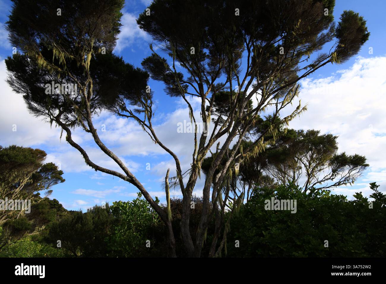 Rangikapiti Pa Historic Reserve is located in Coopers Beach on the ...