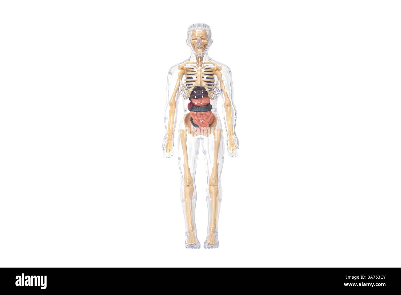 Squelette et mise en place des organes pour école Stock Photo - Alamy