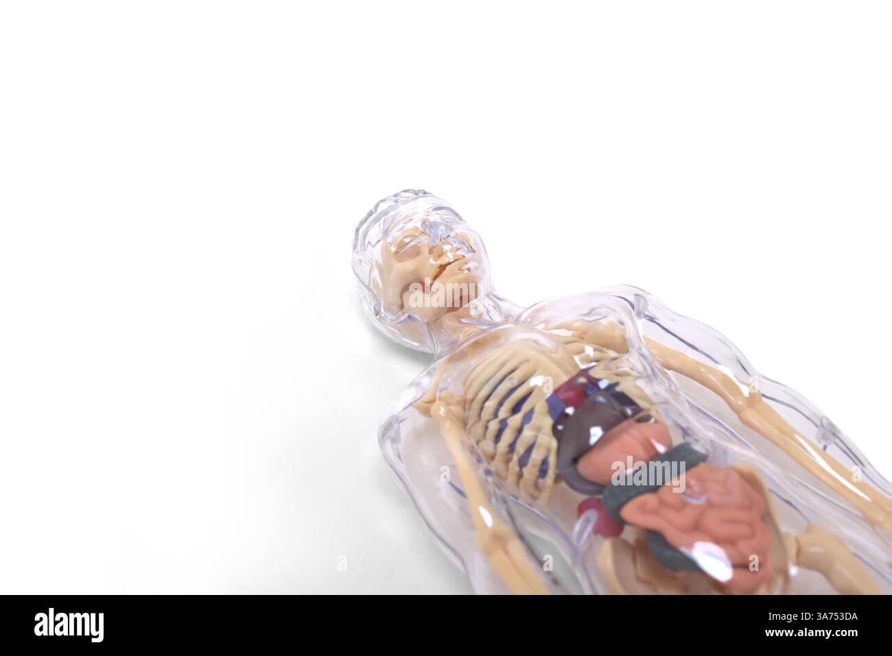 Squelette et mise en place des organes pour école Stock Photo - Alamy