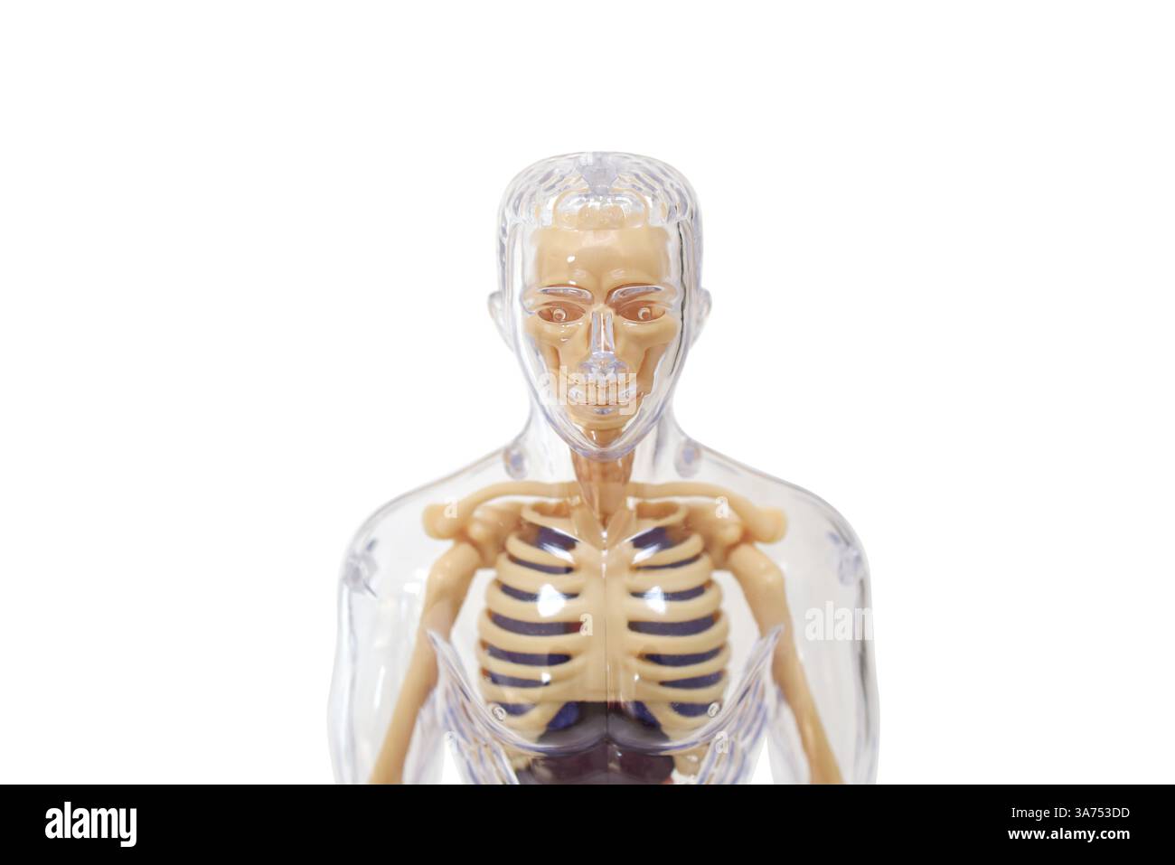 Squelette et mise en place des organes pour école Stock Photo - Alamy