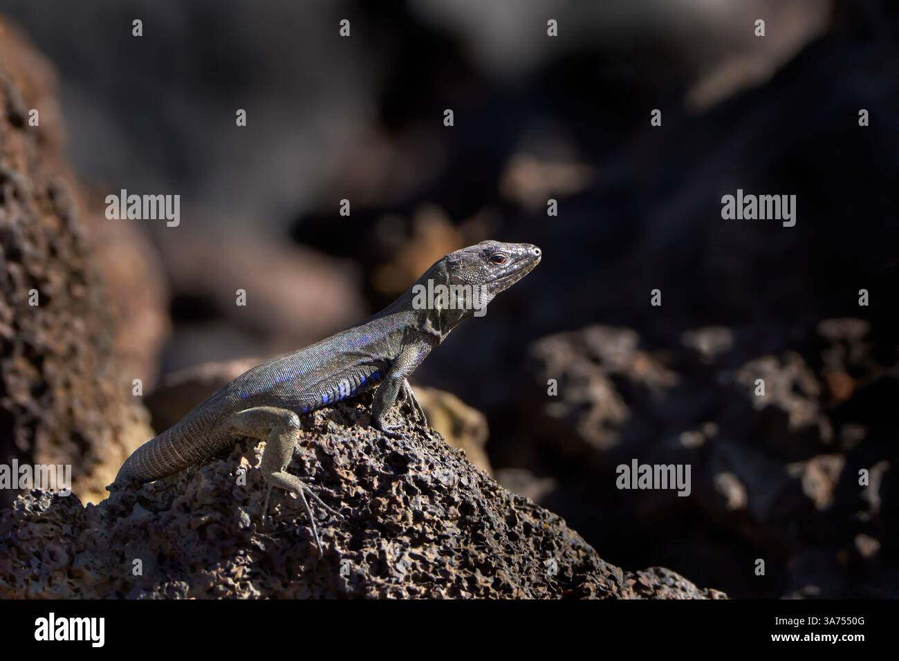 Gallotia caesaris caesaris hi-res stock photography and images - Alamy