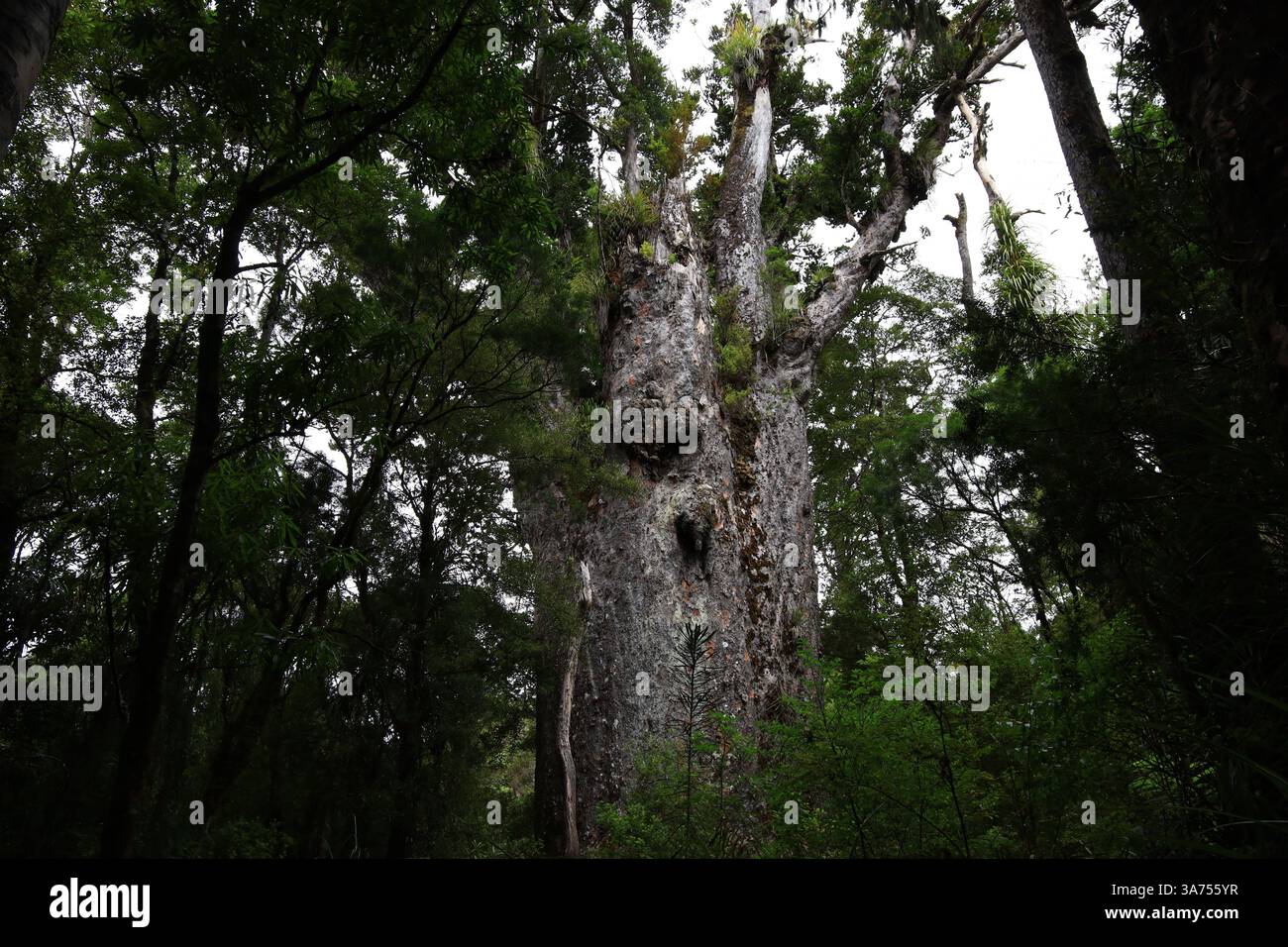 Tāne Mahuta, also called "God of the Forest", is a giant kauri tree in ...