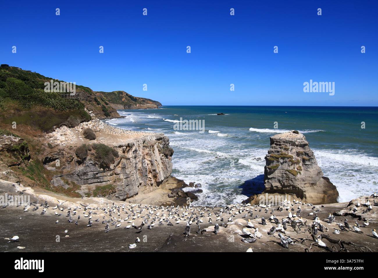 Muriwai Beach is a coastal community on the west coast of the Auckland ...