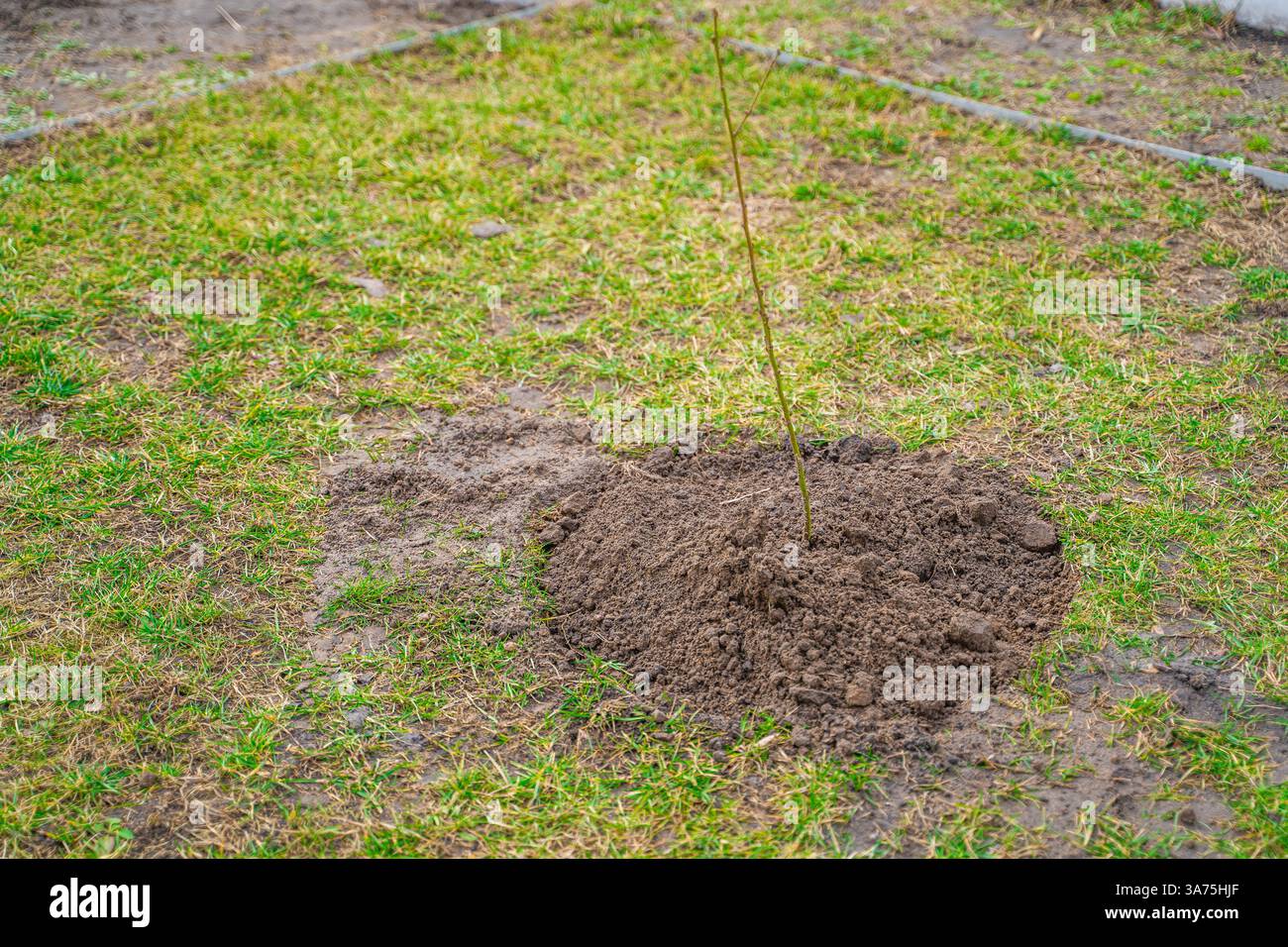 Young thin tree sapling hi-res stock photography and images - Alamy