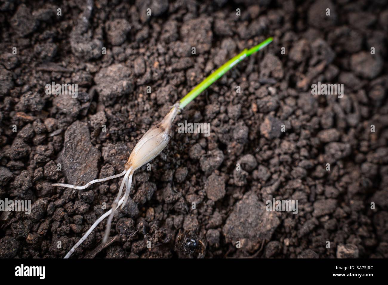 Germinated garlic seeds close-up. First embryonic leaves and roots from ...
