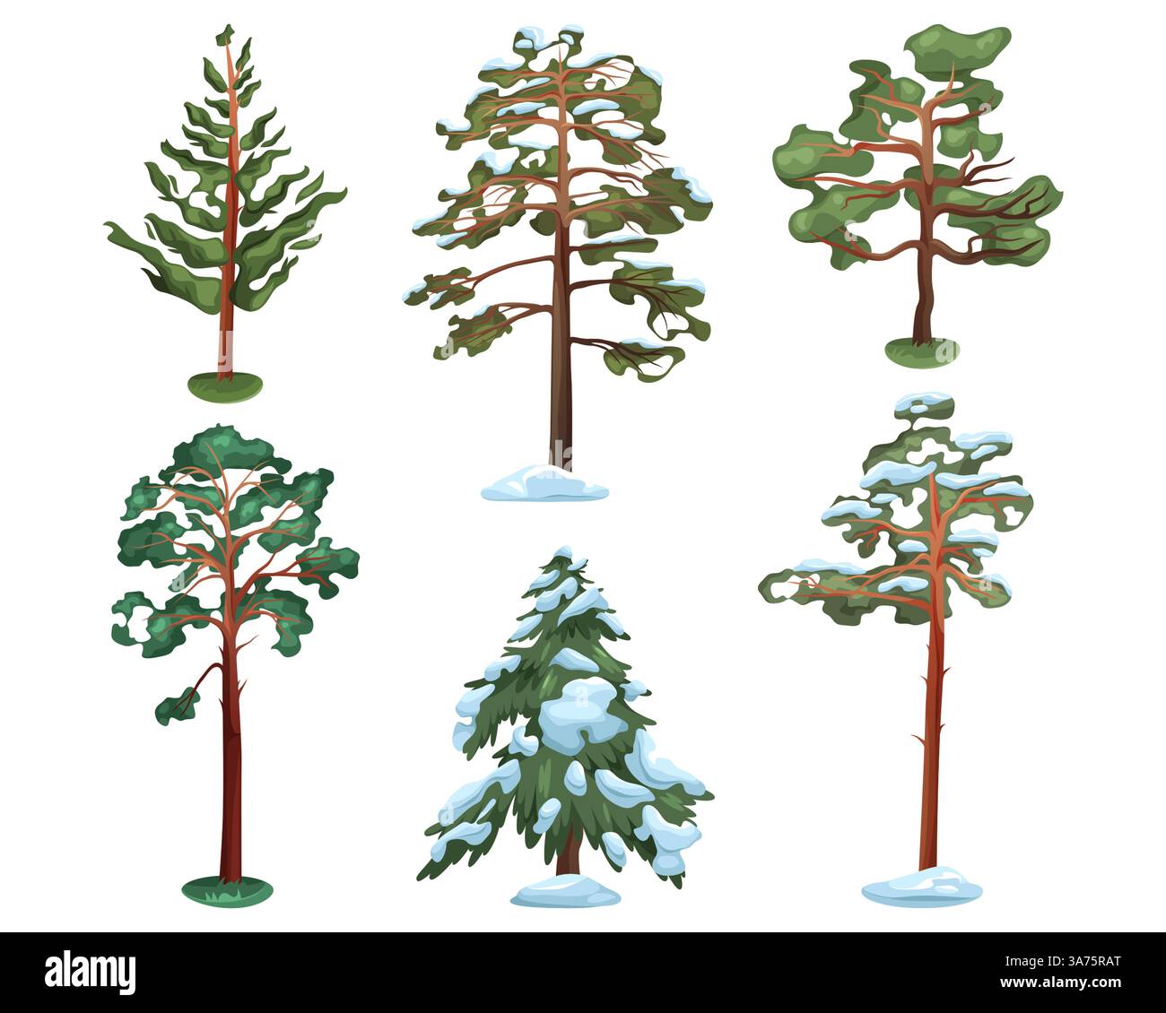 Set of vector coniferous tree isolated. Pine or fir, spruce or cedar ...