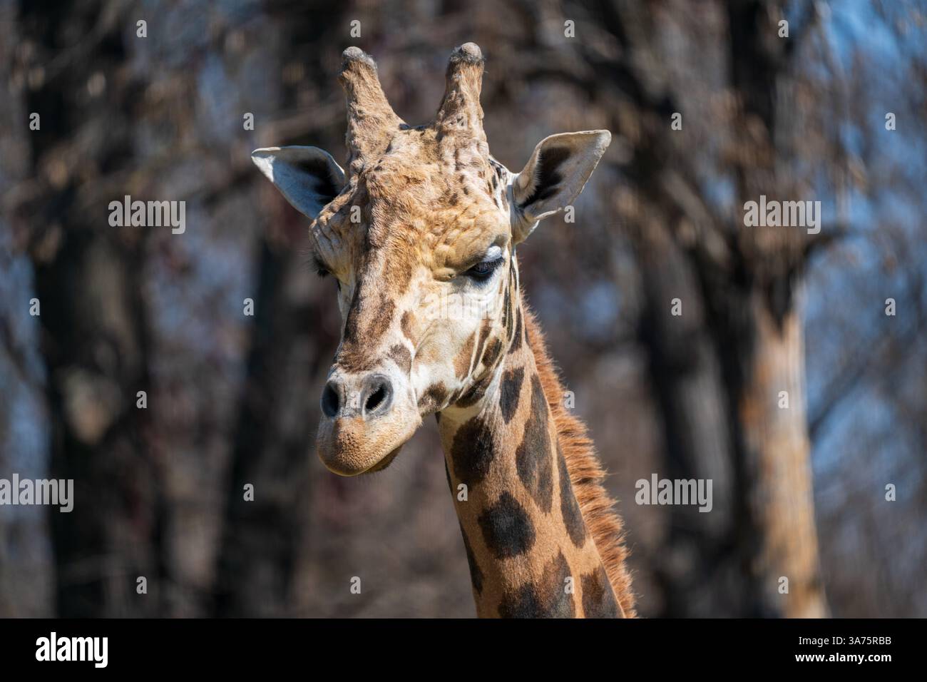 Giraffe Portrait – Graceful Giant in the Zoo Stock Photo - Alamy