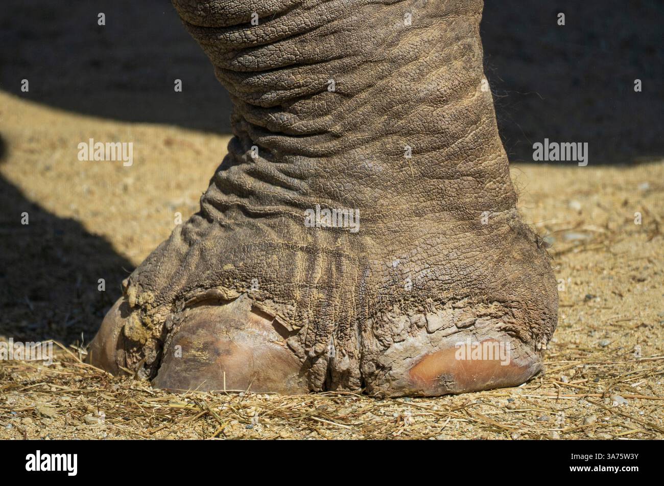 Stomping the yard hi-res stock photography and images - Alamy