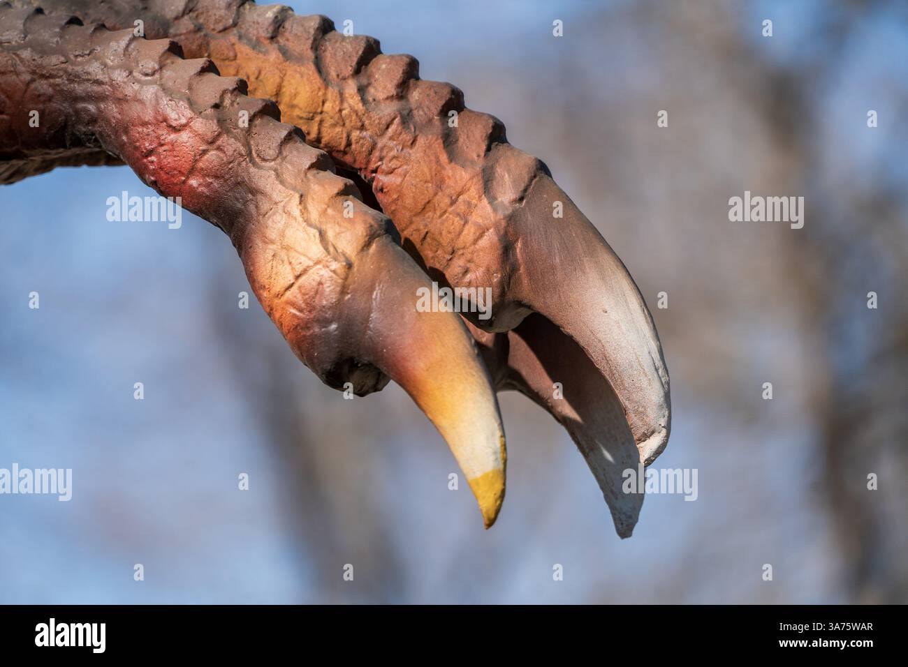 Prehistoric Power – T-Rex Claw Close Up Stock Photo - Alamy