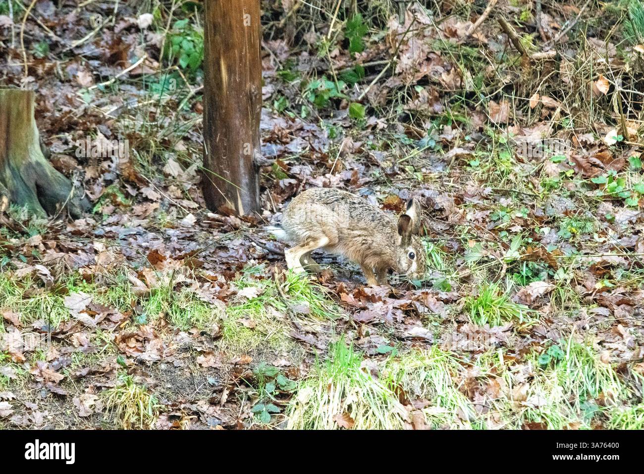 Hase sucht Häsin im Wald Hasen, Feldhasen Hasen im Dezember-Wald ...