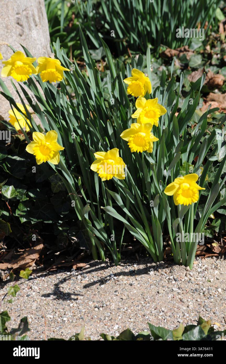 Copenhagen, Denmark /26 marchi 2025/.Daffodils flowers spring weather ...