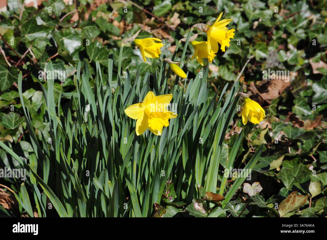 Copenhagen, Denmark /26 marchi 2025/.Daffodils flowers spring weather ...