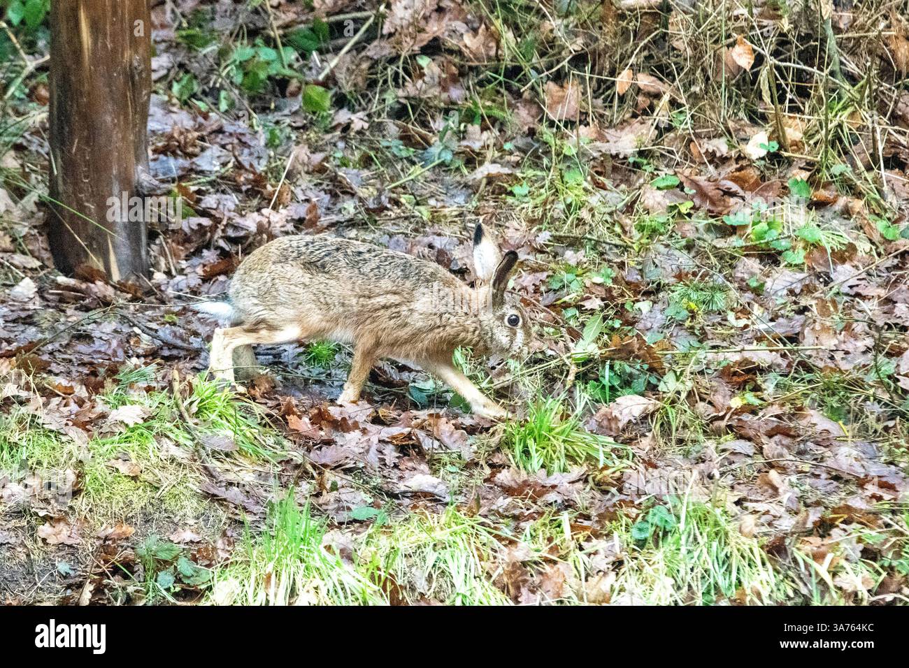 Hase sucht Häsin im Wald Hasen, Feldhasen Hasen im Dezember-Wald ...