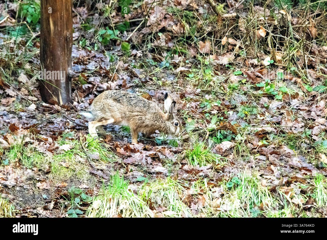 Hase sucht Häsin im Wald Hasen, Feldhasen Hasen im Dezember-Wald ...