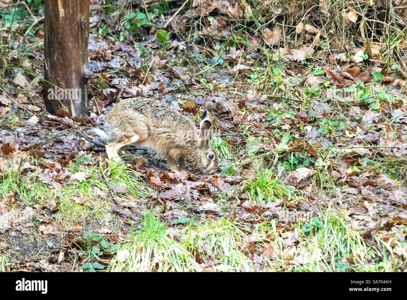 Hase sucht Häsin im Wald Hasen, Feldhasen Hasen im Dezember-Wald ...