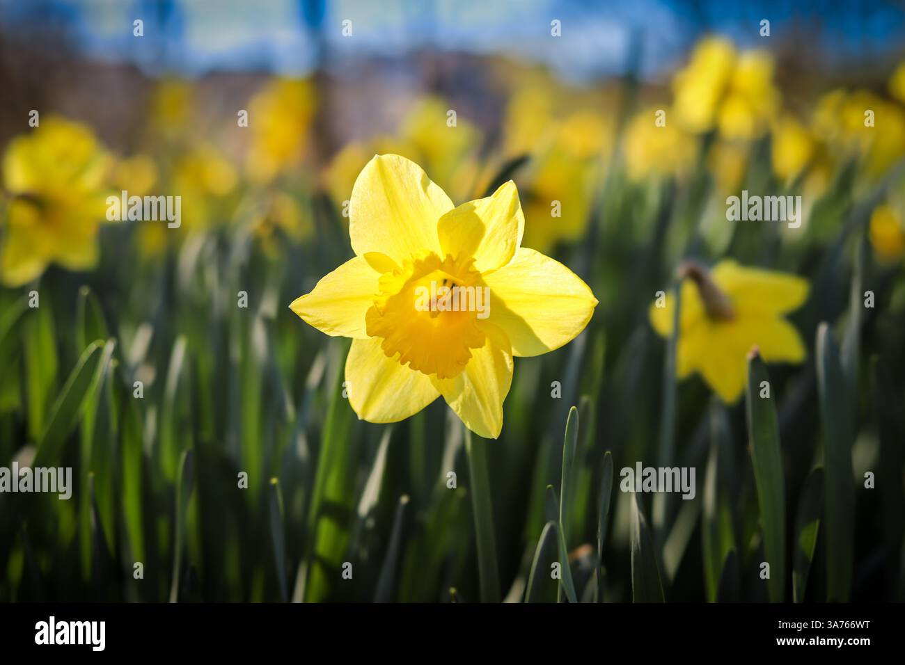 A large clump of early Spring yellow Daffodils (Narcissus ...
