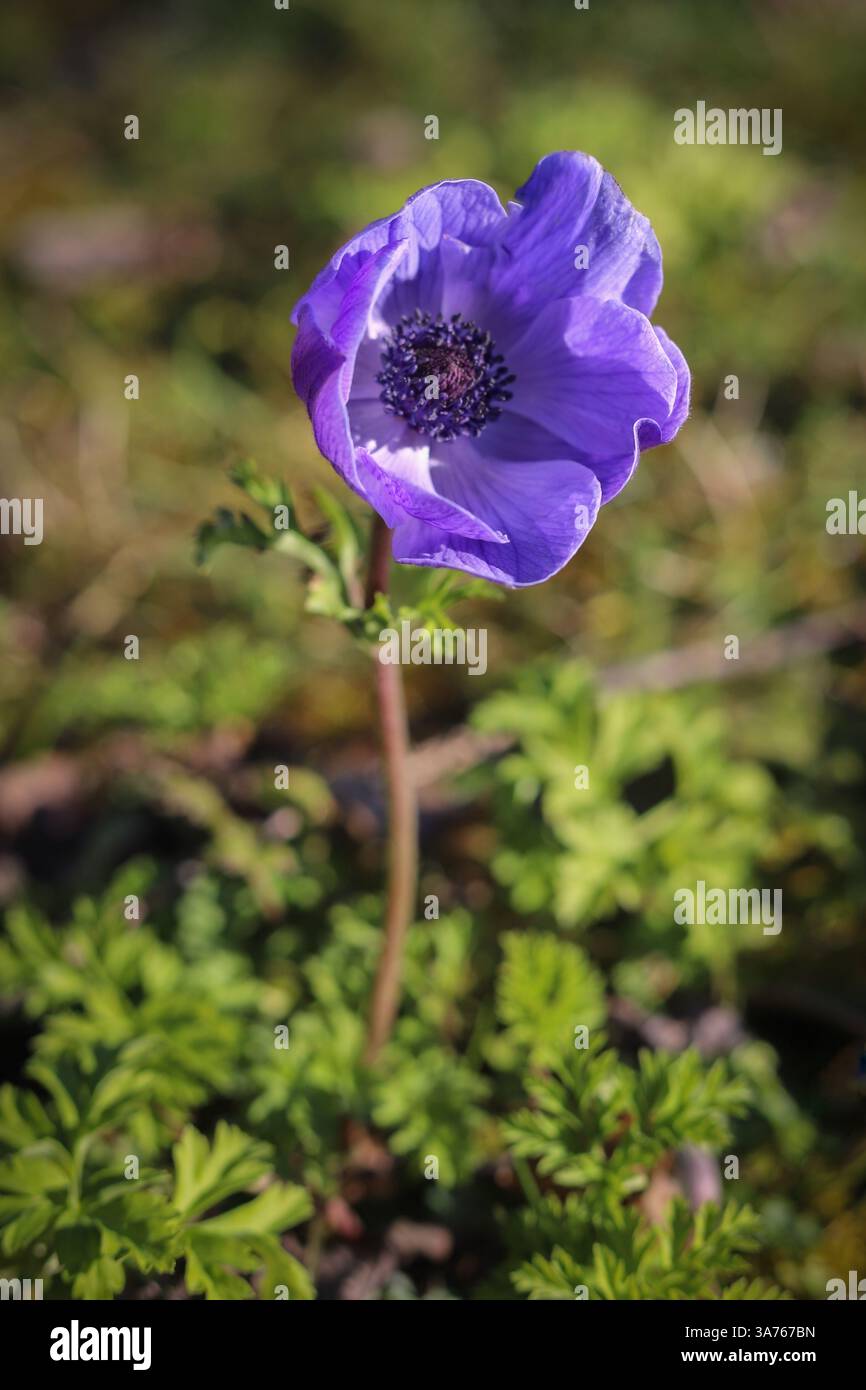 Anemone Coronaria ‘De Caen’ aka Spanish Marigold or Poppy Anemone, of ...
