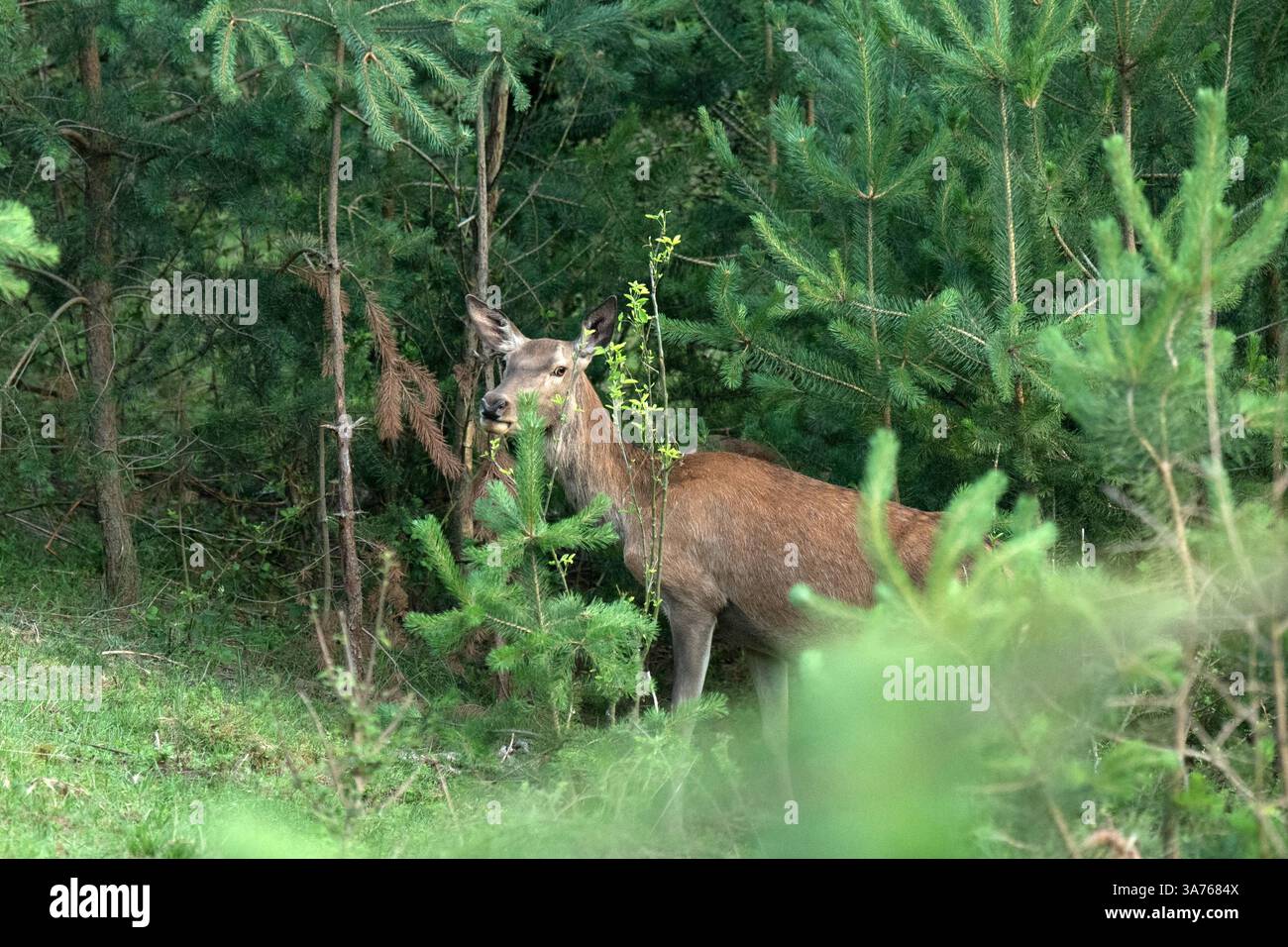 Rowild Rothirsche Rotwild Frühjahr *** Rowild Red deer Red deer Spring ...