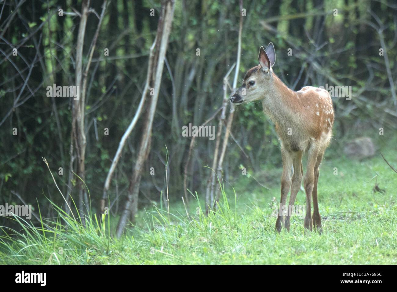 Rowild Rothirsche Rotwild Frühjahr *** Rowild Red deer Red deer Spring ...