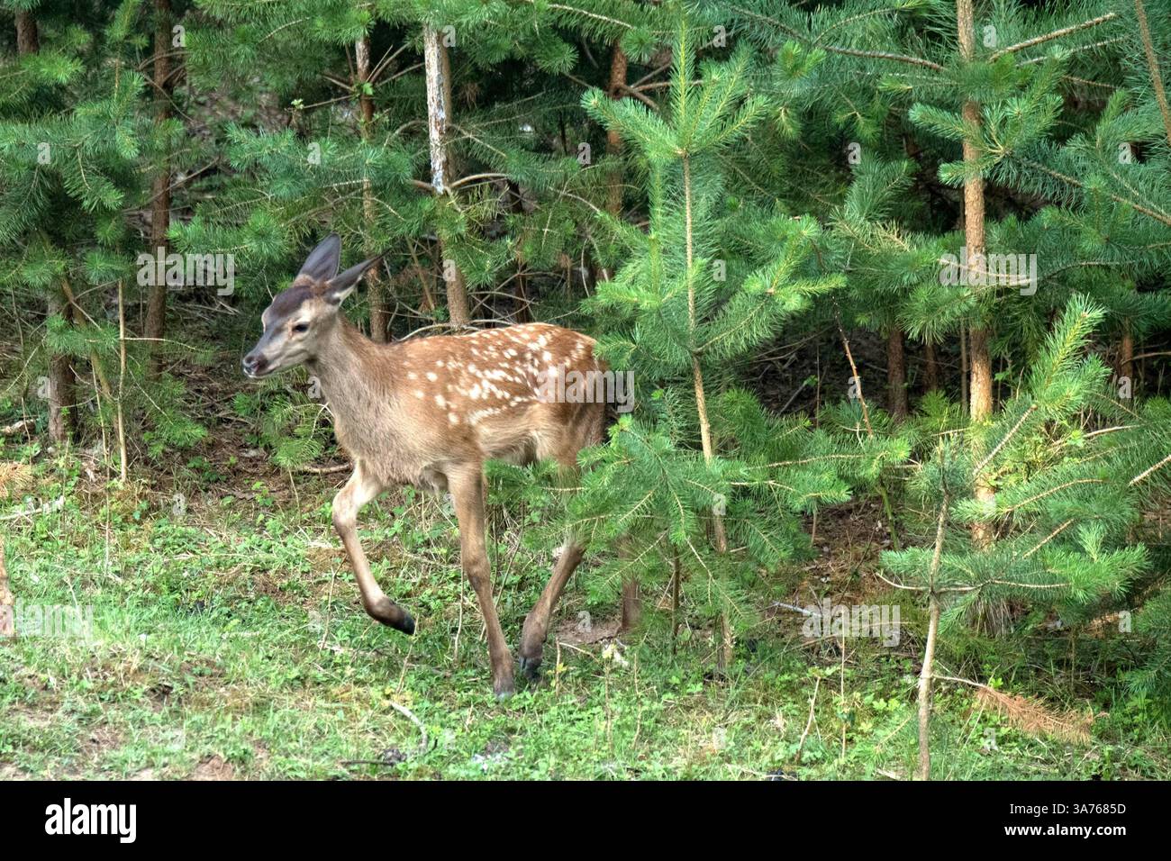 Rowild Rothirsche Rotwild Frühjahr *** Rowild Red deer Red deer Spring ...