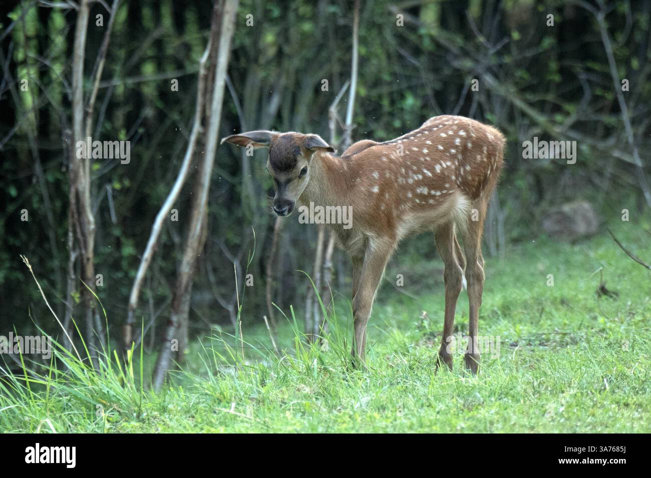 Rowild Rothirsche Rotwild Frühjahr *** Rowild Red deer Red deer Spring ...