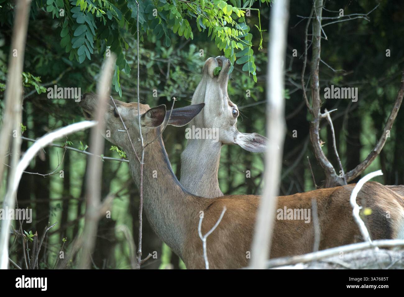 Rowild Rothirsche Rotwild Frühjahr *** Rowild Red deer Red deer Spring ...