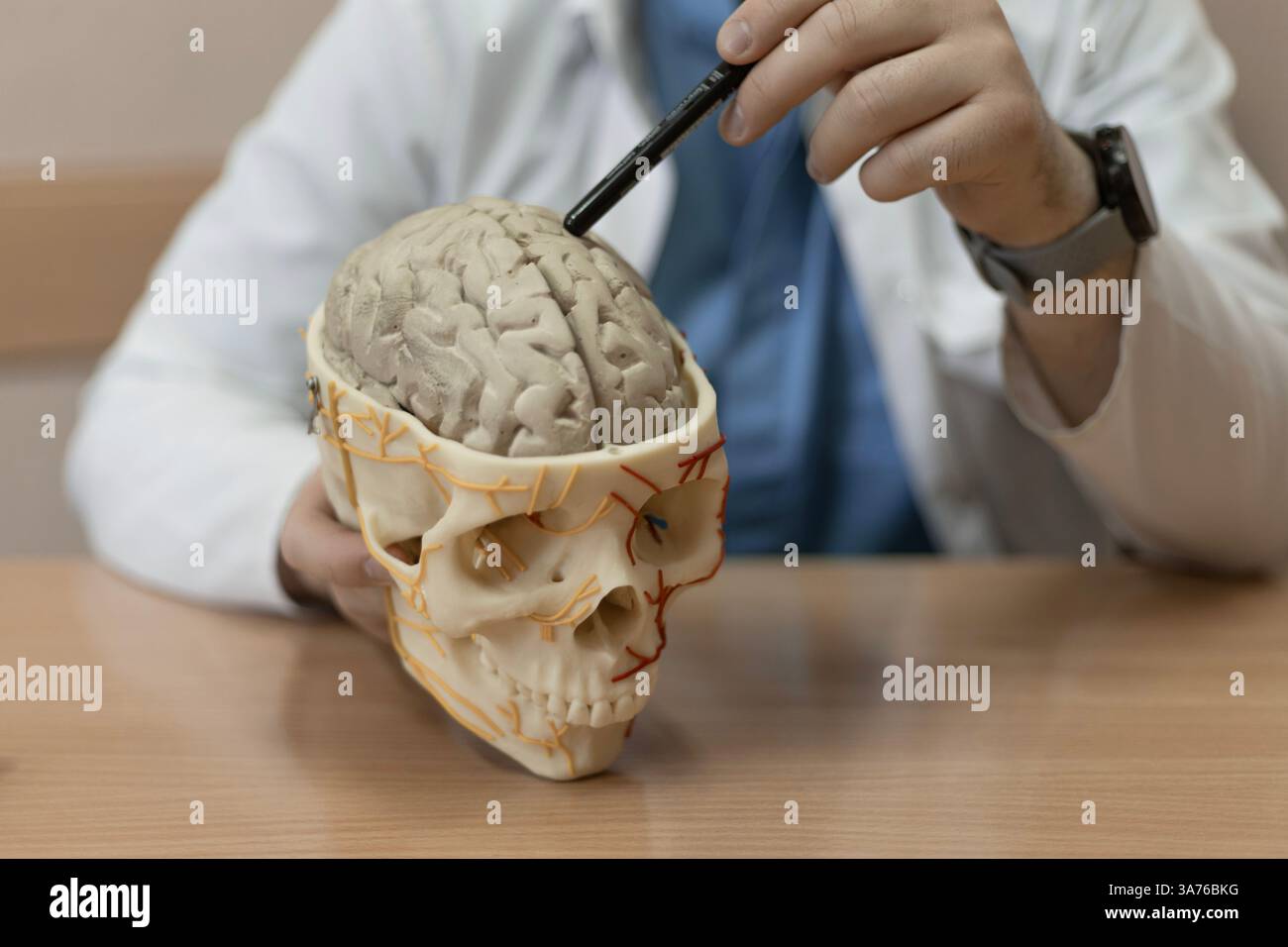 model of human skull with brains in hands of male doctor showing ...